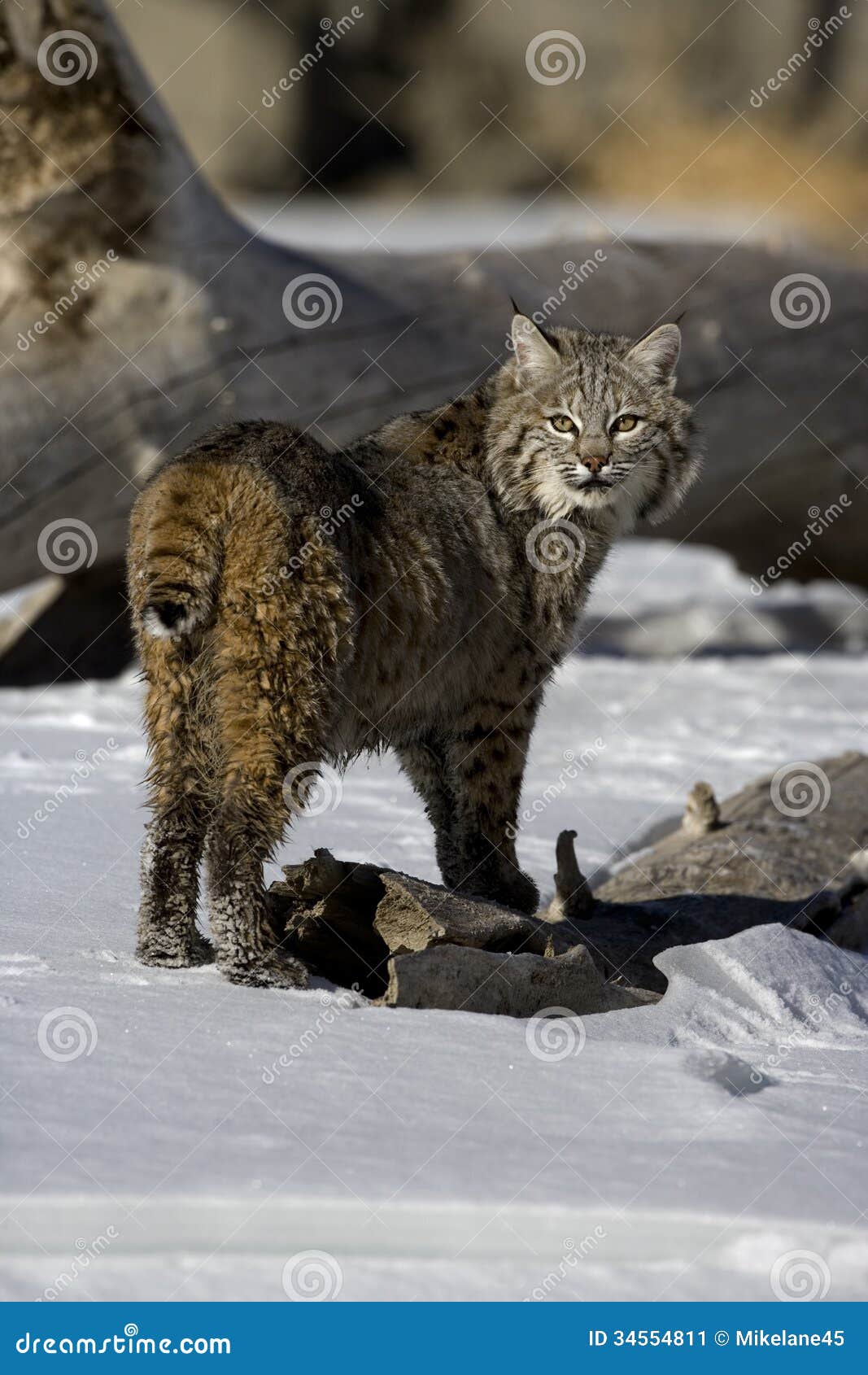 Lince Canadiense, Canadensis Del Lince Imagen de archivo - Imagen de ...
