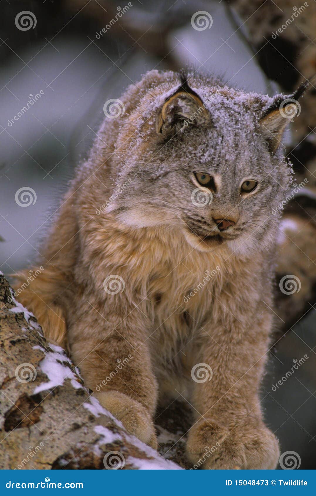 Lince Canadiense En Invierno Imagen de archivo - Imagen de felino ...
