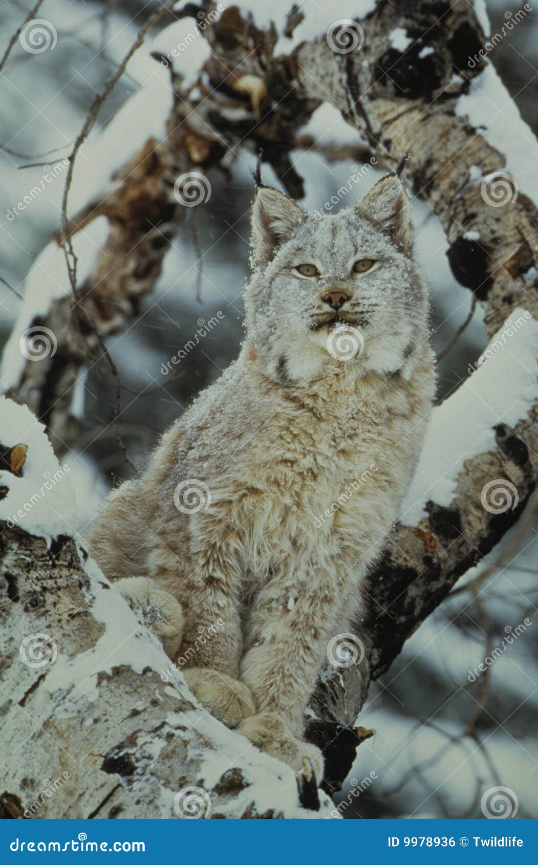 Lince Canadiense En Tempestad De Nieve Foto de archivo - Imagen de ...