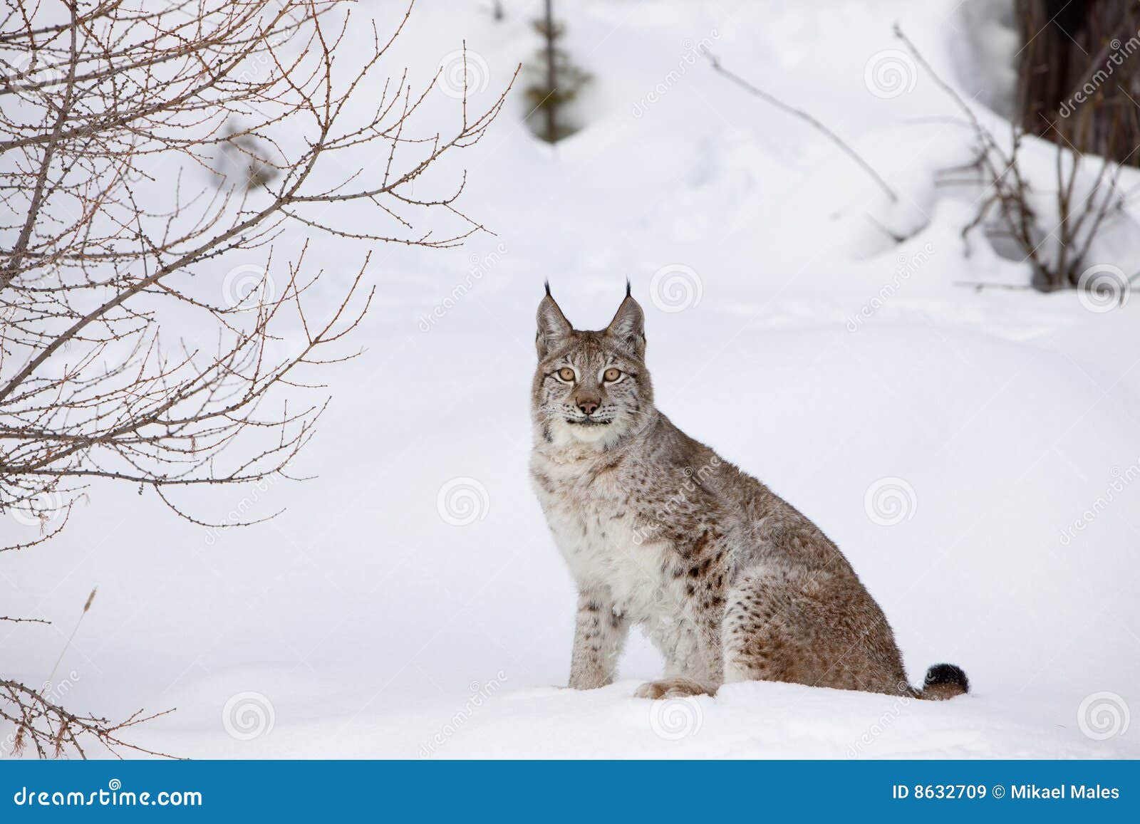 Lince Canadiense Que Se Sienta En Nieve Imagen de archivo - Imagen de ...