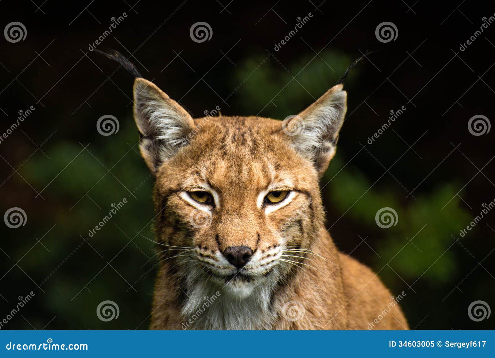 Lince ela - gato imagem de stock. Imagem de selvagem - 34603005