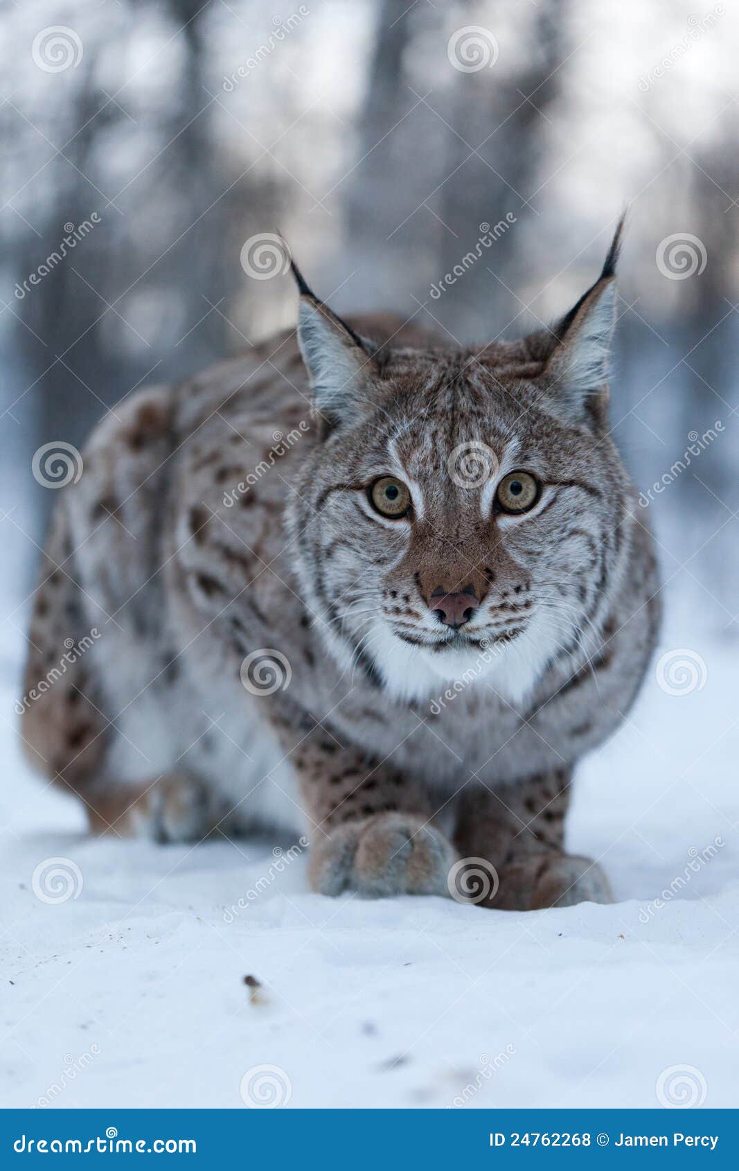 Lince na neve foto de stock. Imagem de pele, perigoso - 24762268