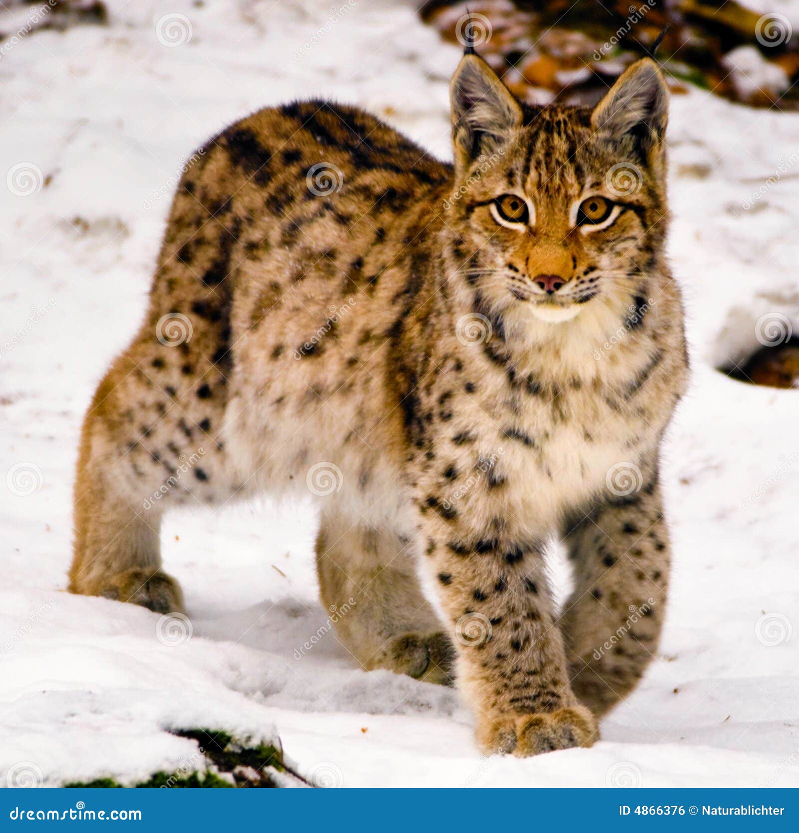 Lince novo no inverno foto de stock. Imagem de animal - 4866376