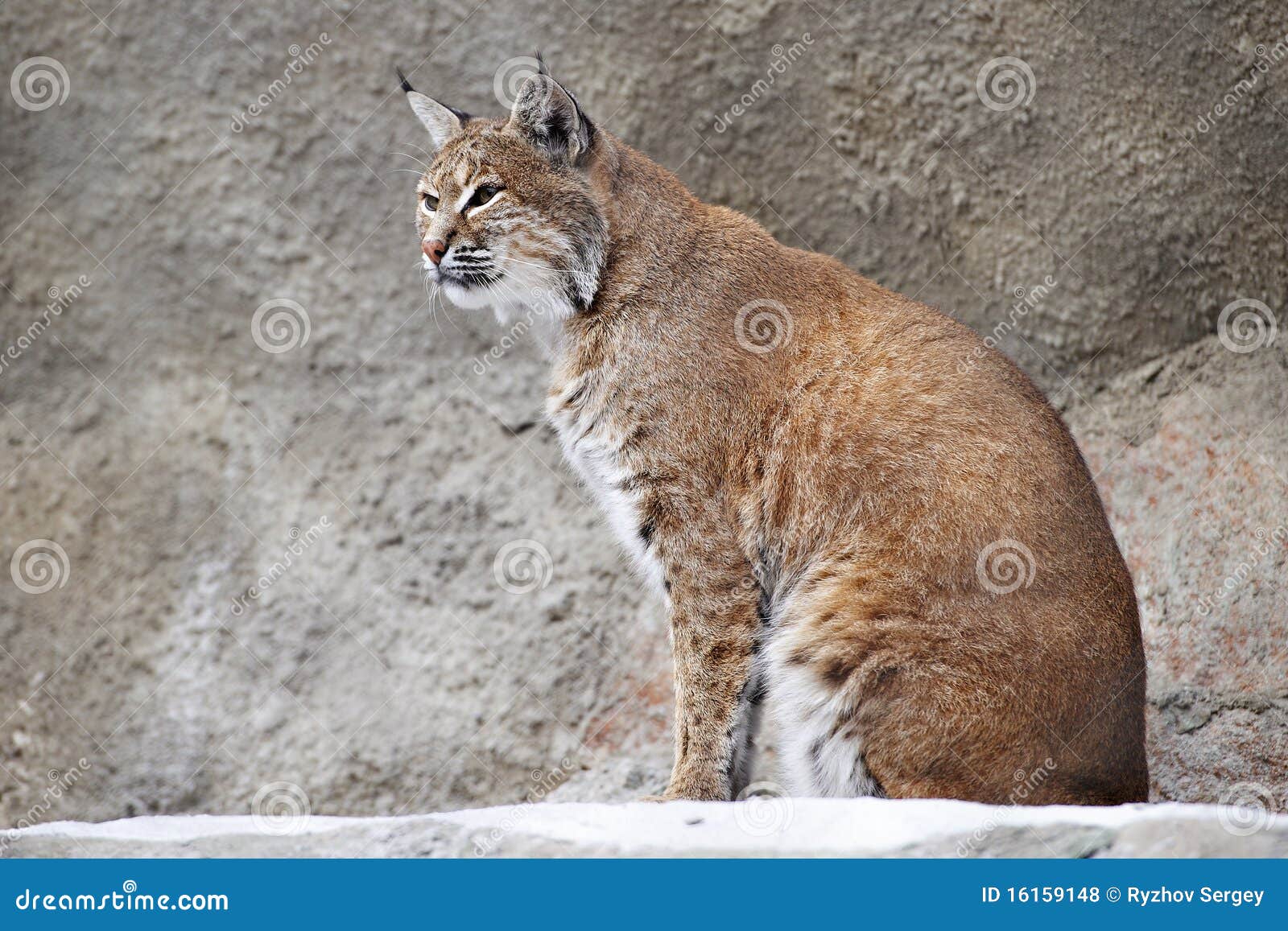 Lince rojo en una roca foto de archivo. Imagen de blanco - 16159148