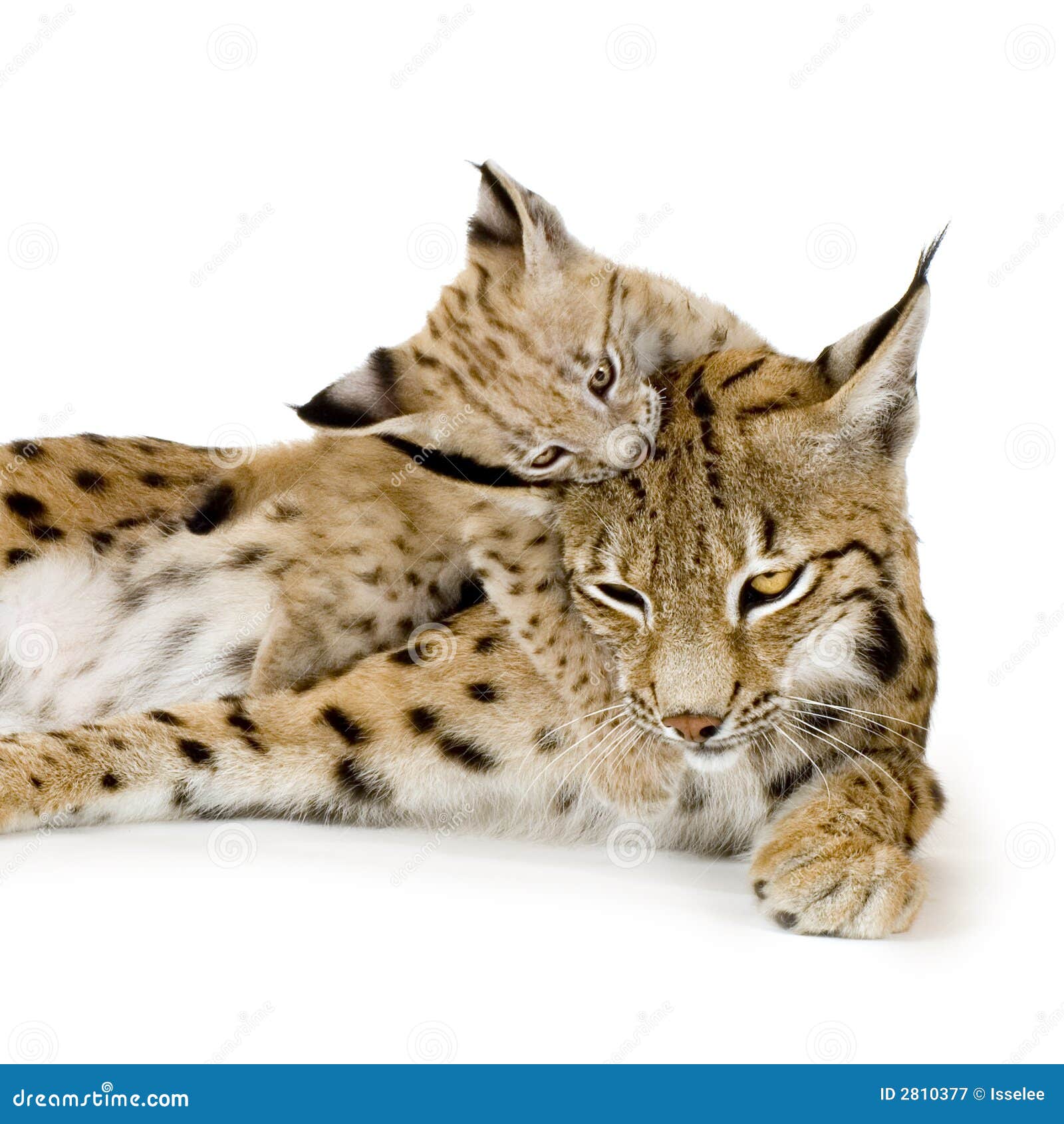 Lince y su cachorro imagen de archivo. Imagen de peludo - 2810377