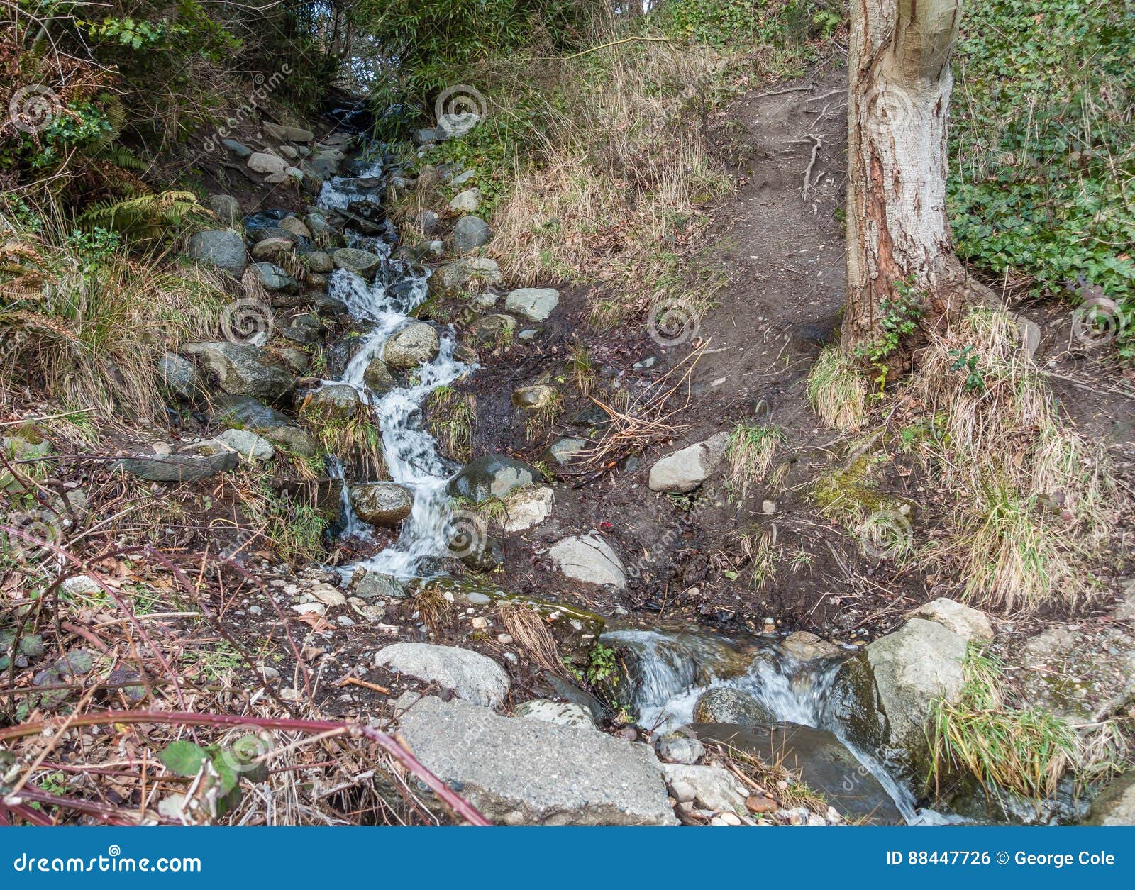 Lincoln Park Stream foto de stock. Imagem de ocidental - 88447726