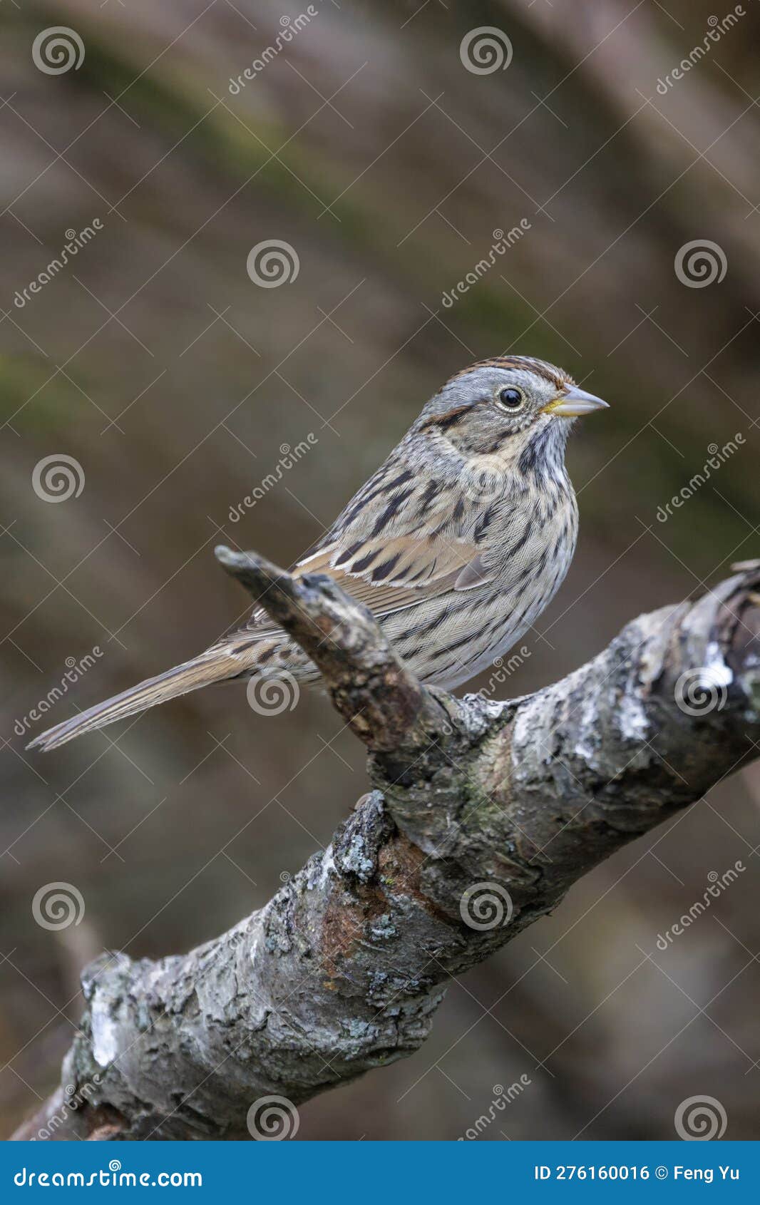 Lincoln s Sparrow bird stock photo. Image of tree, vancouver - 276160016