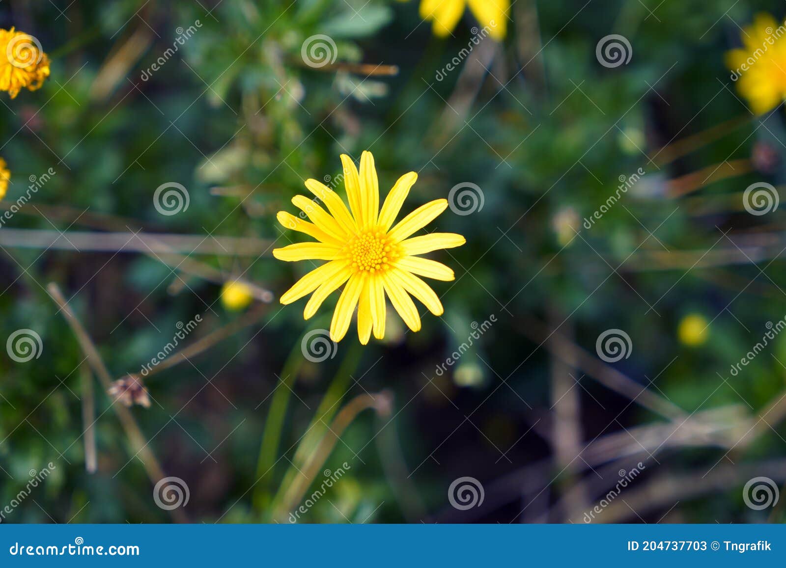 Linda Flor Dourada Sobre Grama Verde. Conceito De Margarida. Imagem de ...
