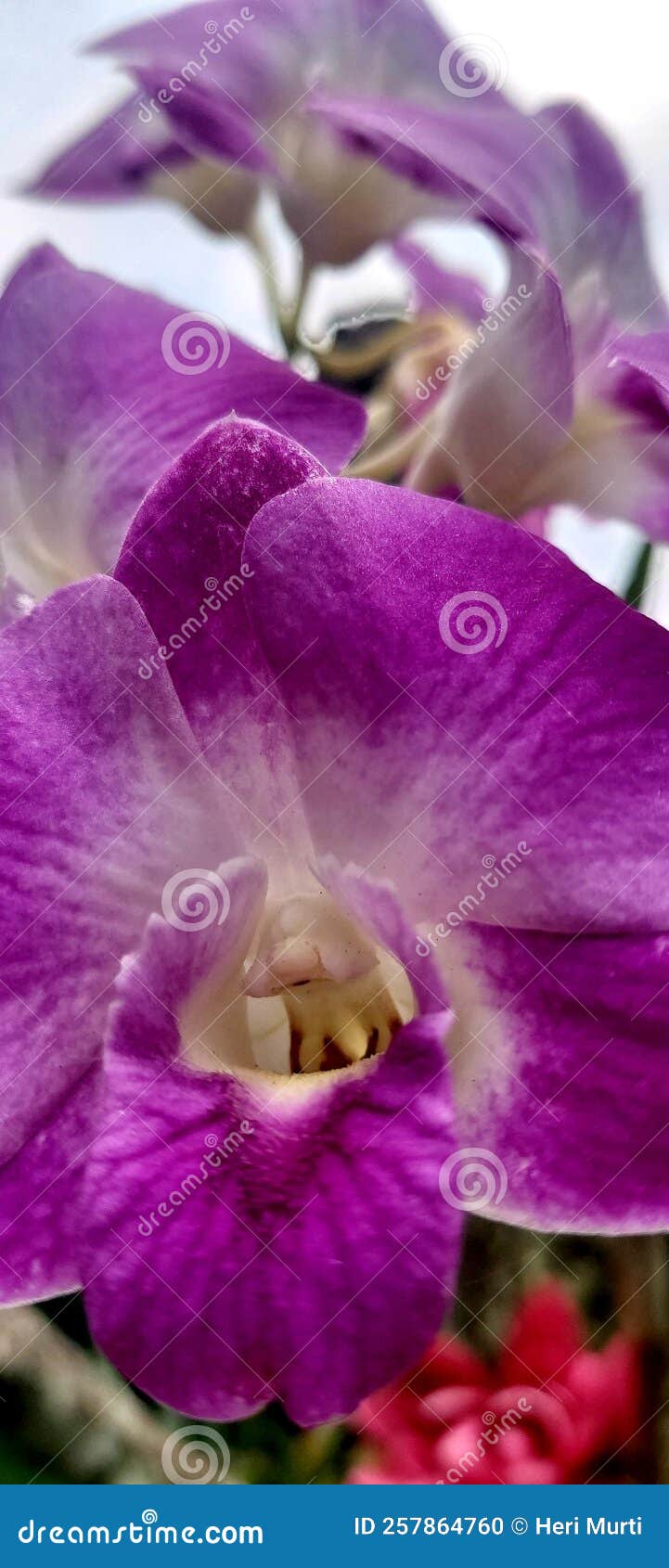 Linda Flor Roxa Com Boa Estrutura Foto de Stock - Imagem de bonito ...