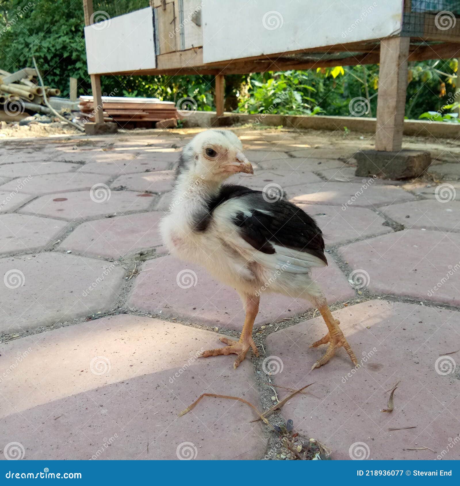 Linda pose modelo de pollo imagen de archivo. Imagen de fauna - 218936077