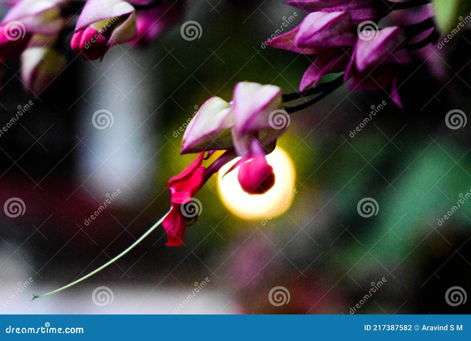 Lindas Flores Florescentes De Cor Vermelha E Branca Foto de Stock ... Lindas Flores Florescentes De Cor Vermelha E Branca Foto de Stock ...