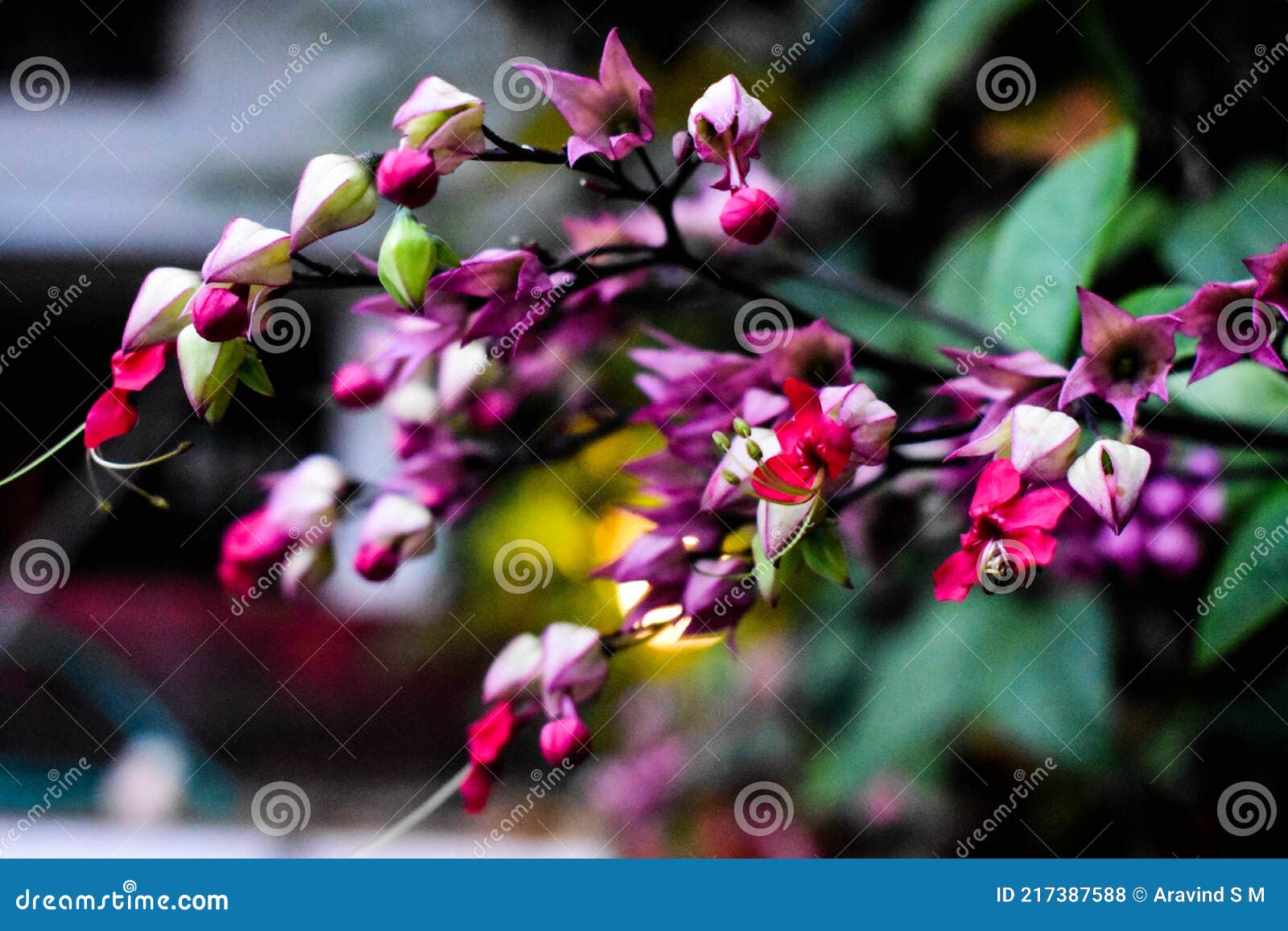 Lindas Flores Florescentes De Cor Vermelha E Branca Foto de Stock ... Lindas Flores Florescentes De Cor Vermelha E Branca Foto de Stock ...