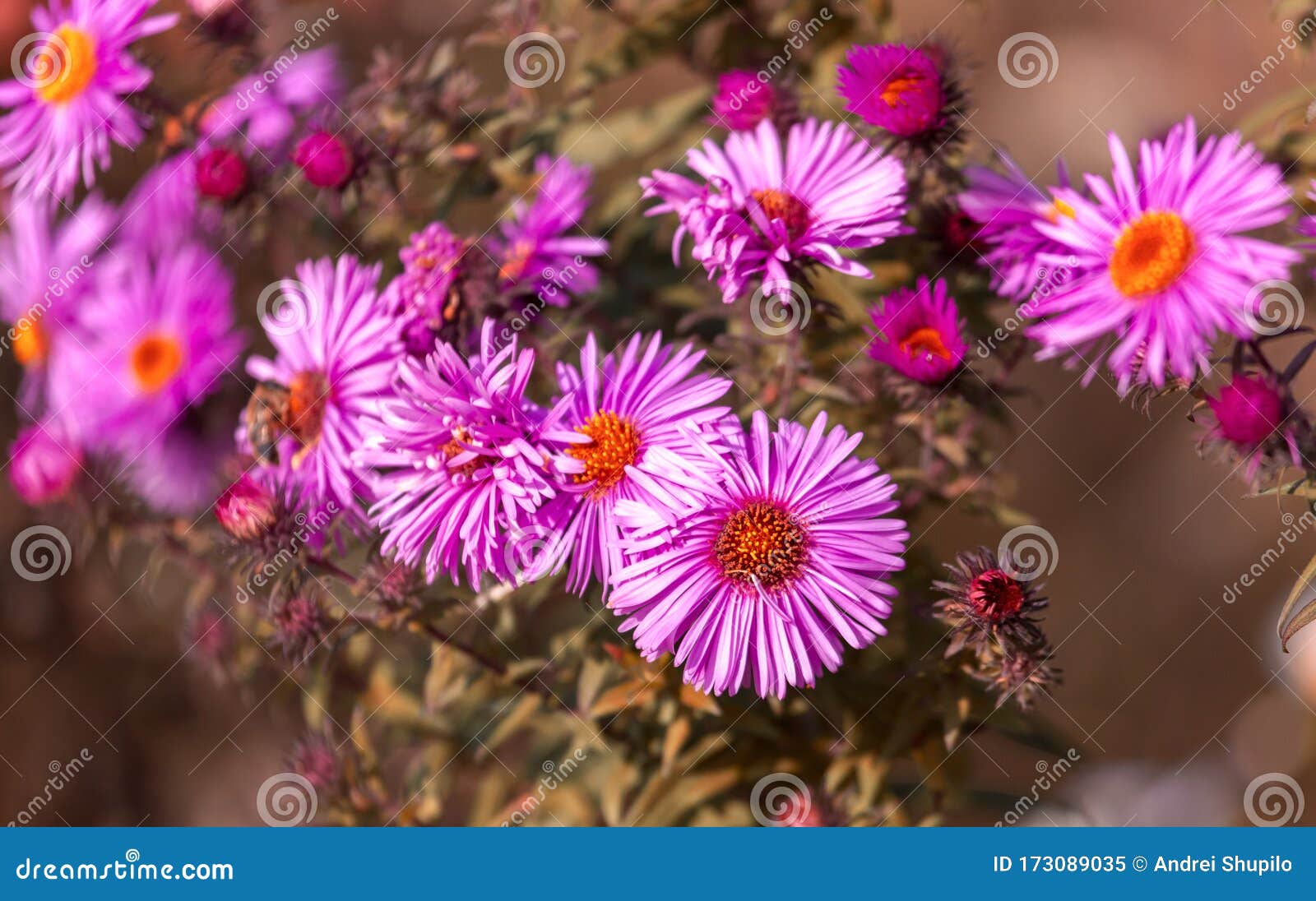 Lindas Flores Rosa Com Tom Roxo Imagem de Stock - Imagem de pétala ...