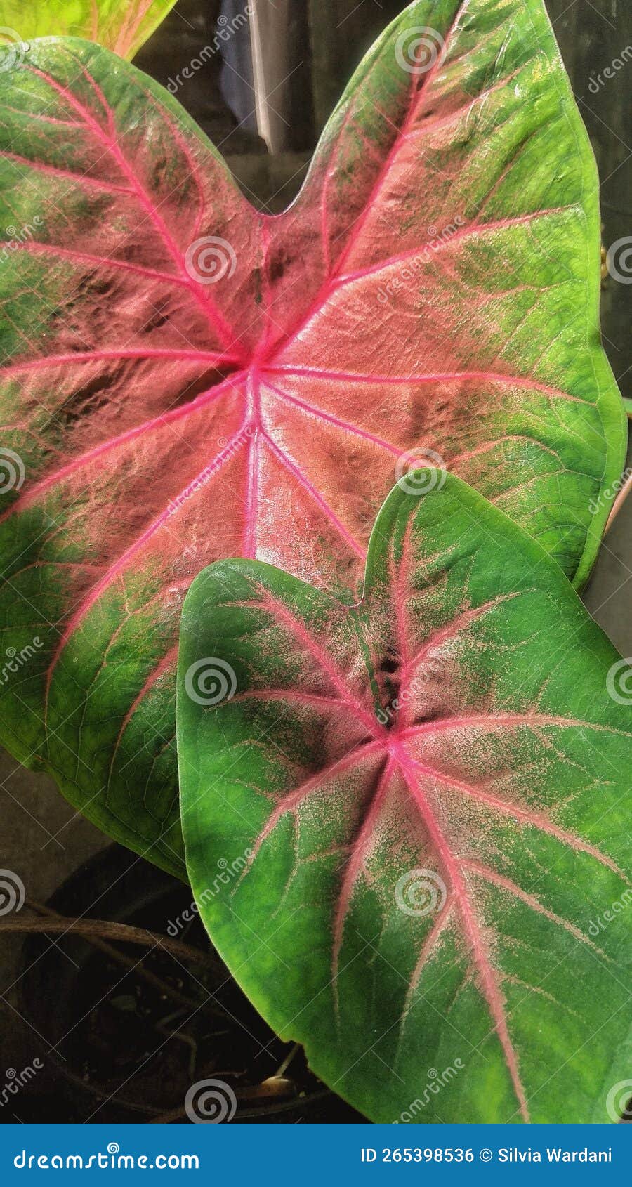 Lindas Folhas De Uma Planta Folheada De Cor Verde E Avermelhada Foto de ...