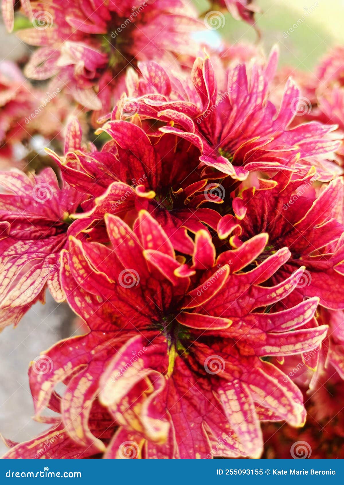 Lindas Folhas Vermelhas Do Coleiro Imagem de Stock - Imagem de flor ...