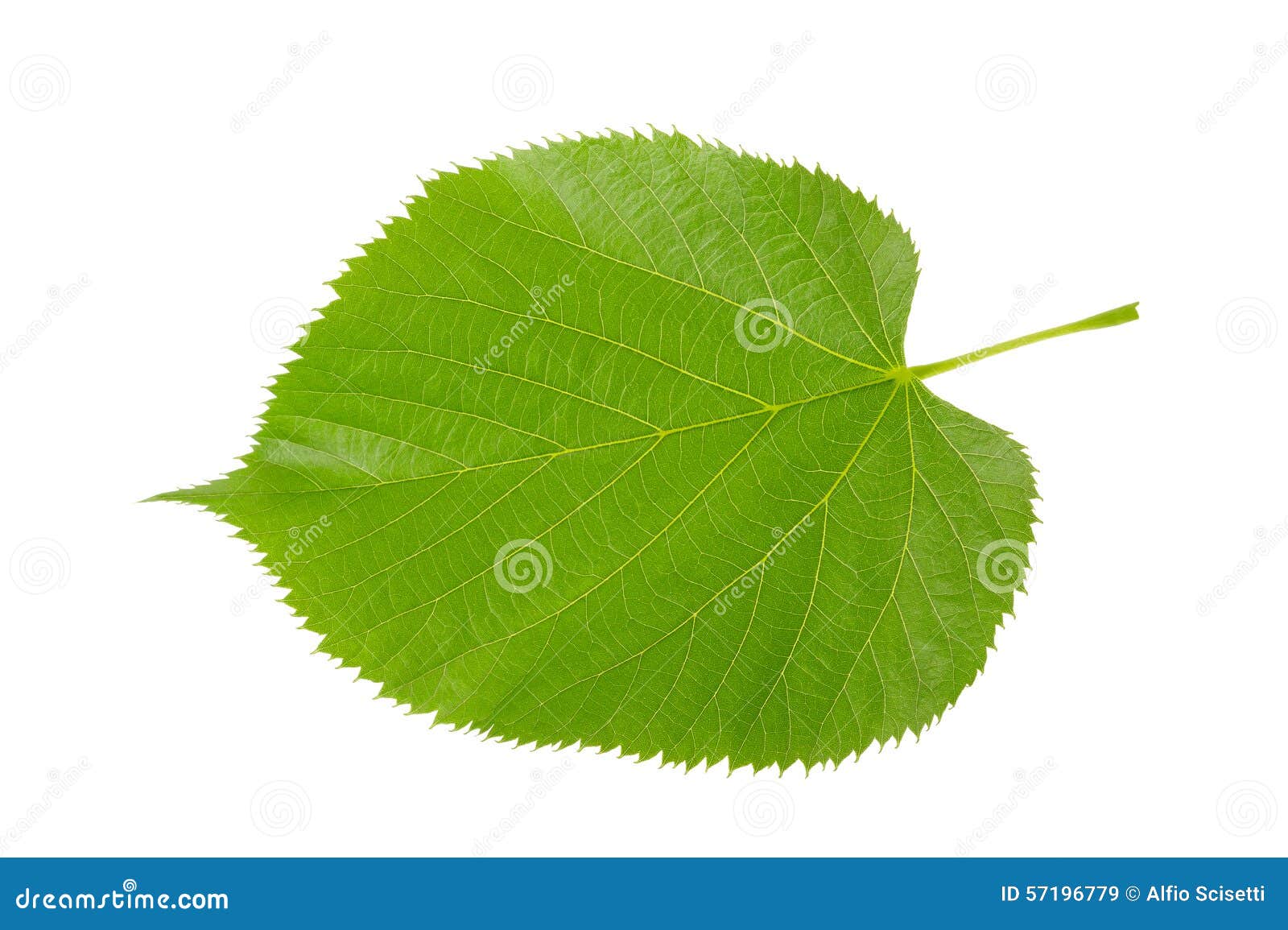 Lindeblad stock afbeelding. Image of bladeren, kruid - 57196779