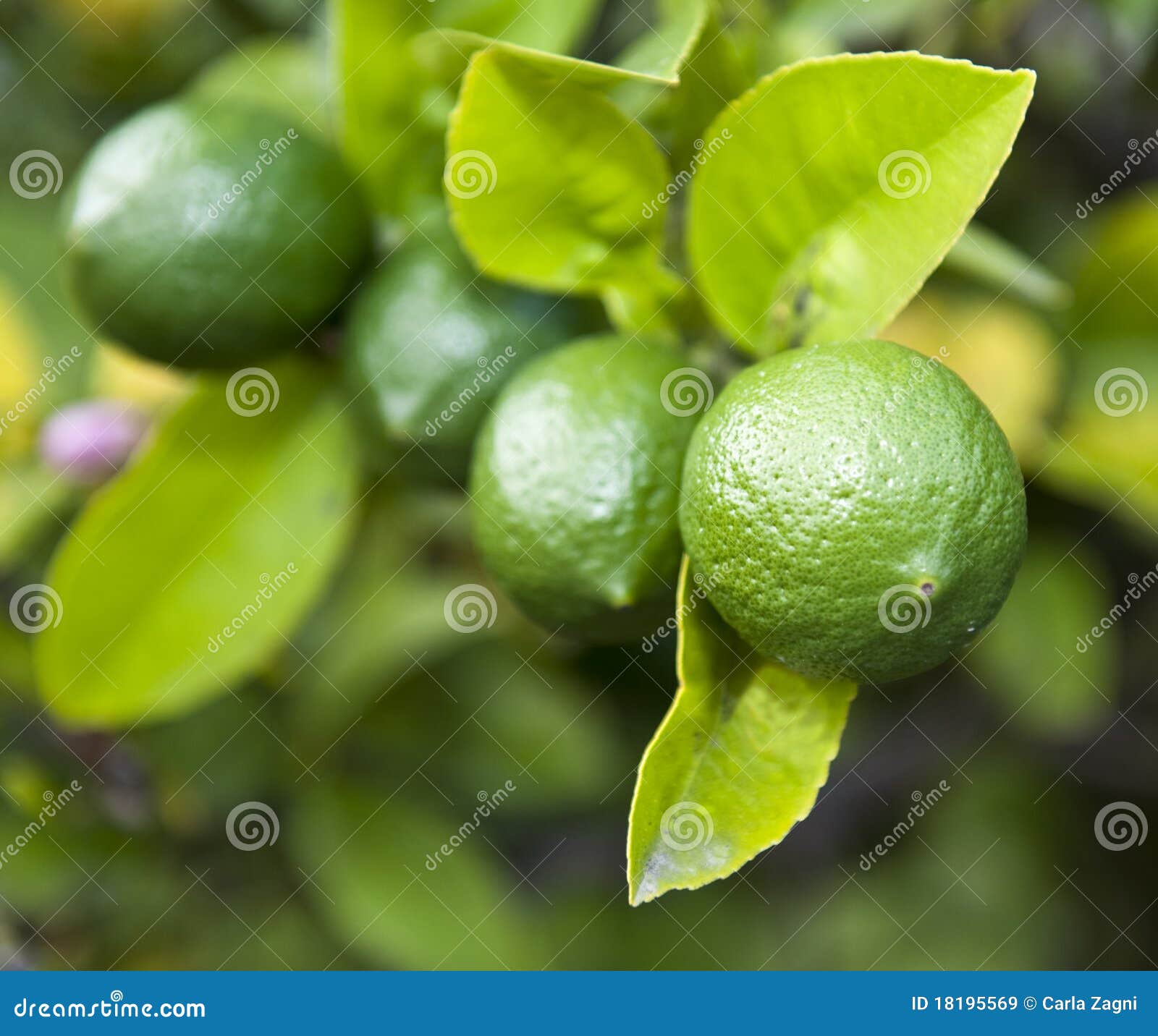 Lindeboom stock afbeelding. Image of kalk, vrucht, zomer - 18195569