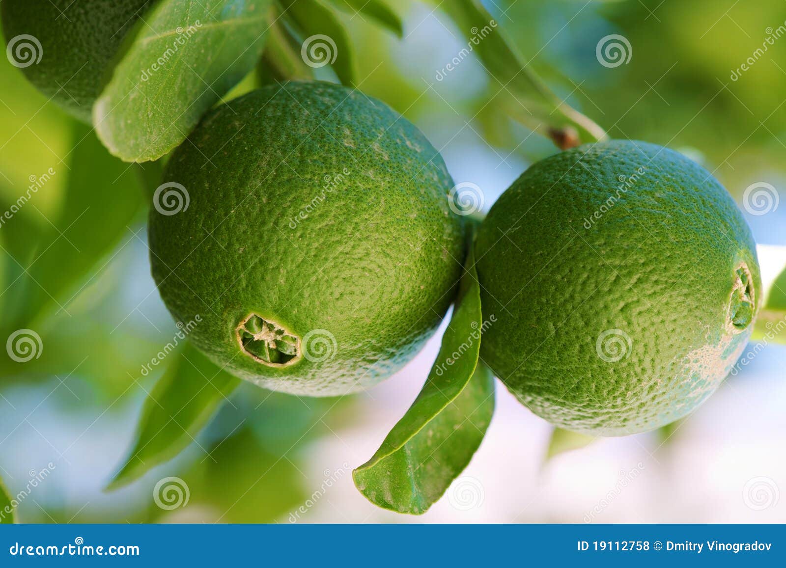 Lindeboom stock foto. Image of tropisch, vers, groei - 19112758