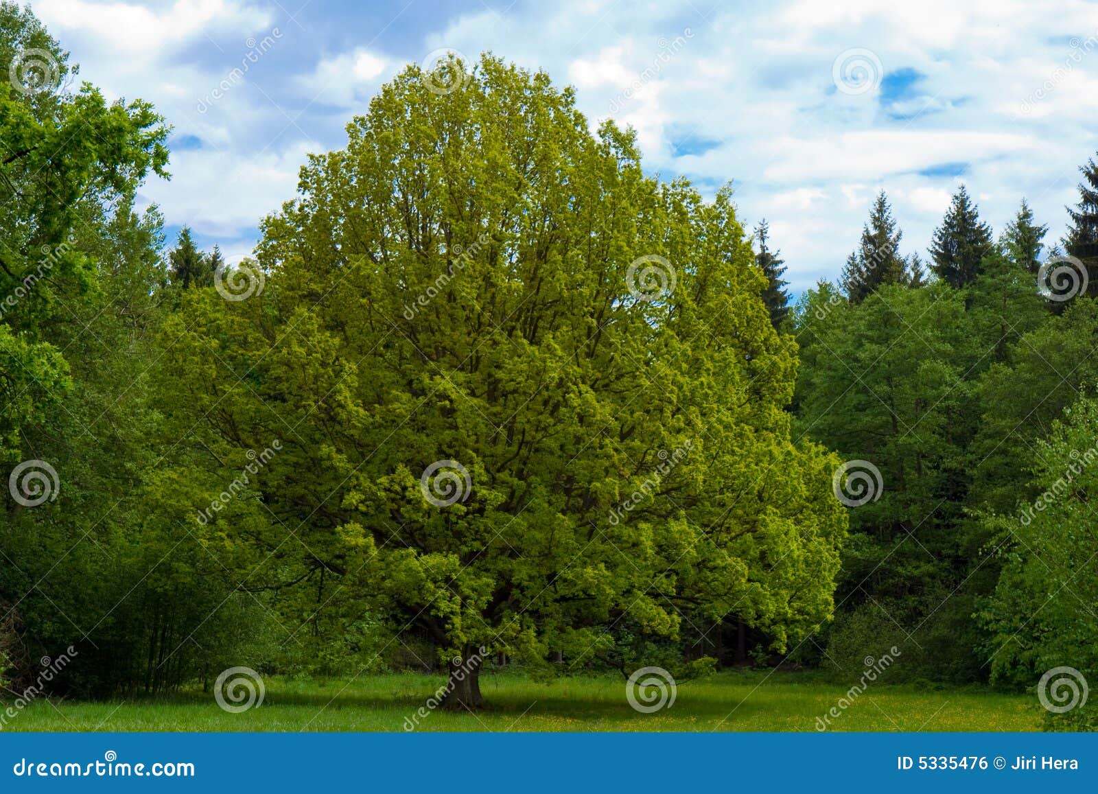 Lindeboom stock foto. Image of gebladerte, installatie - 5335476