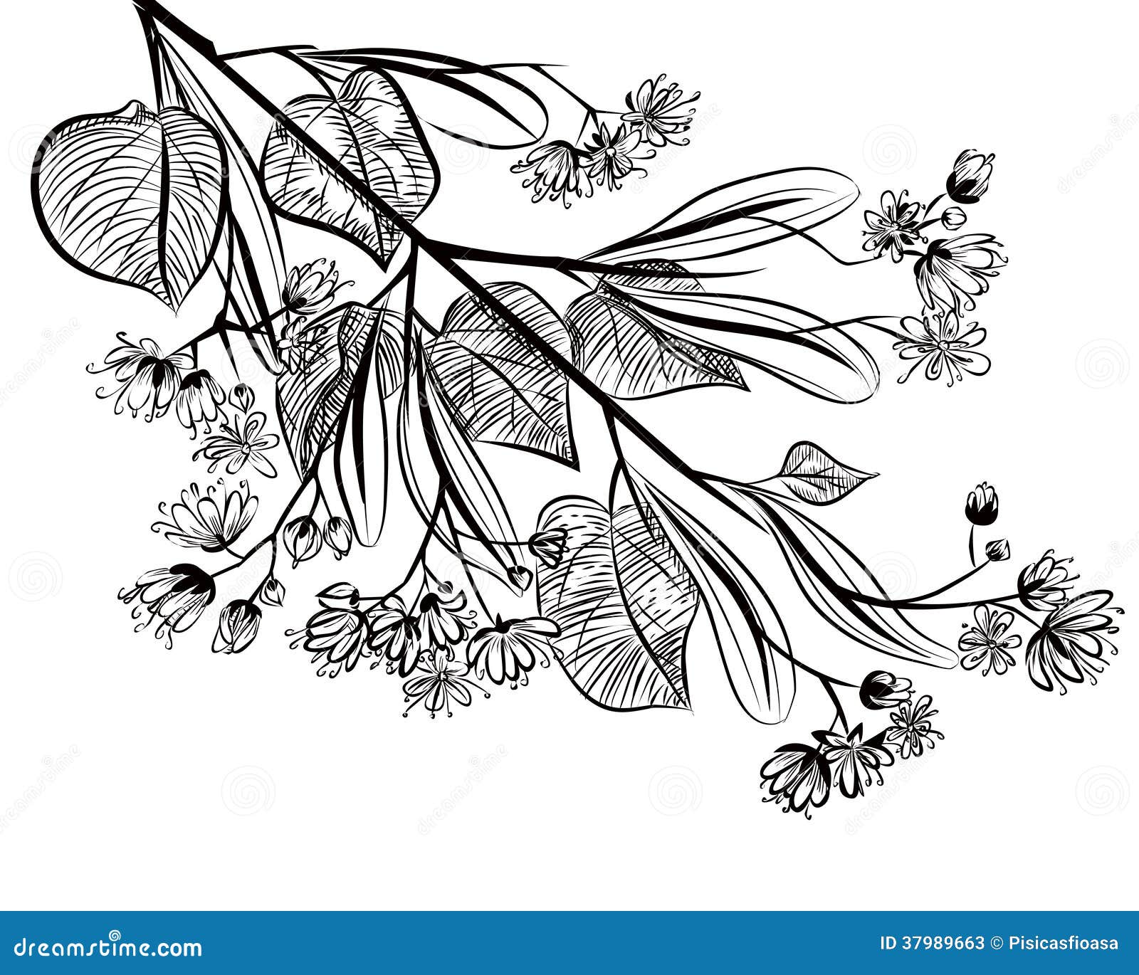 Linden stock vector. Illustration of draw, leaf, small - 37989663