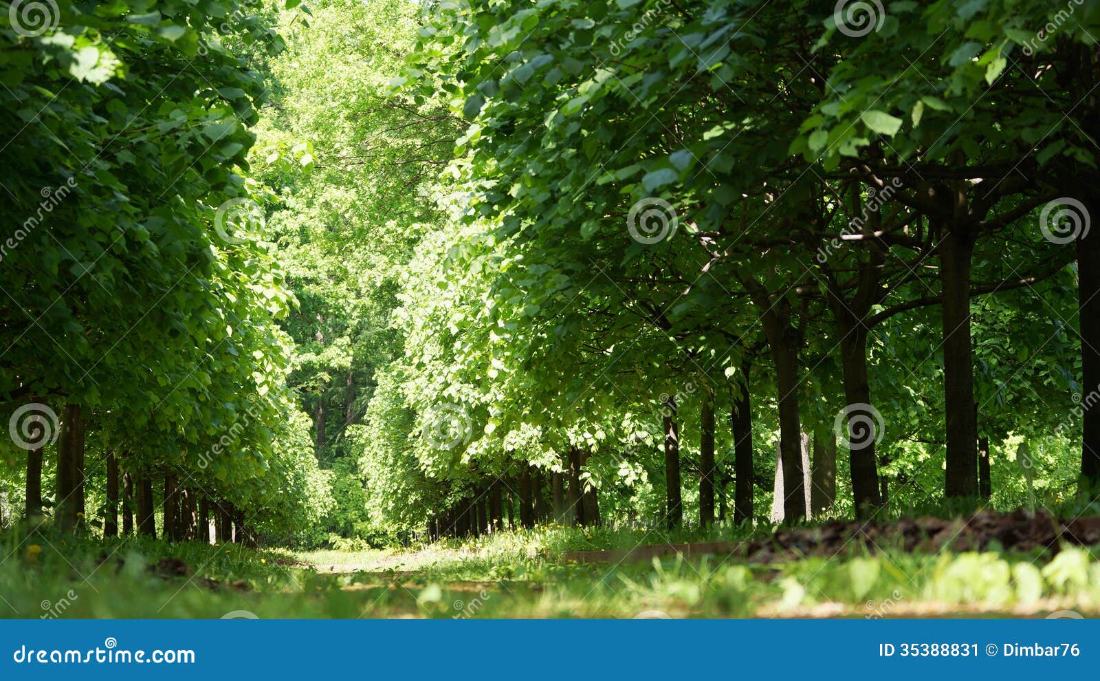 Linden Alley in a Sunny Summer Sun Stock Image - Image of linden ...
