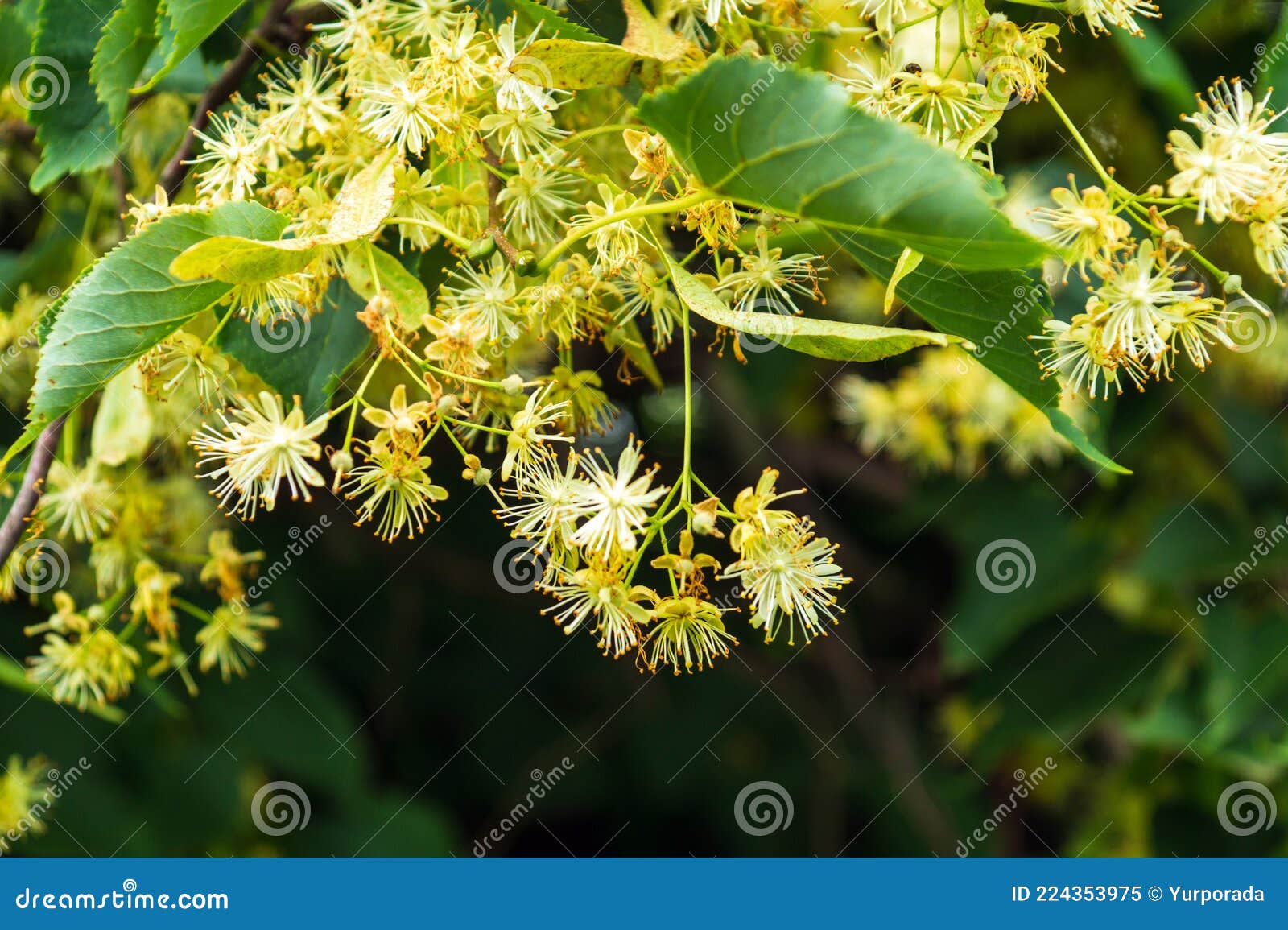 Linden Blossom on the Tree in Summer. Medicinal Plant for Aromatic Tea ...