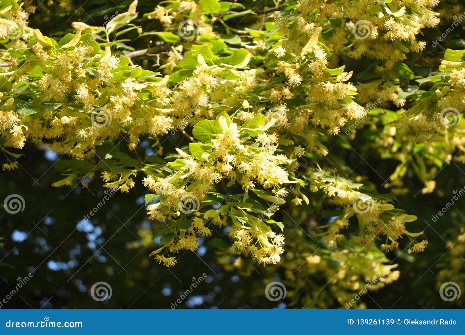 Linden Blossoms. Linder Tree with Linden Flowers in Spring Stock Image ...