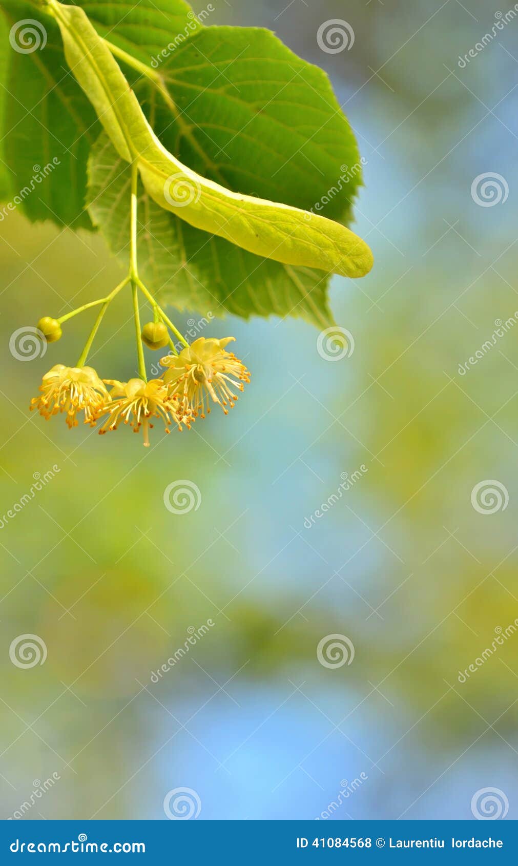 Linden blossoms at tree stock photo. Image of selective - 41084568