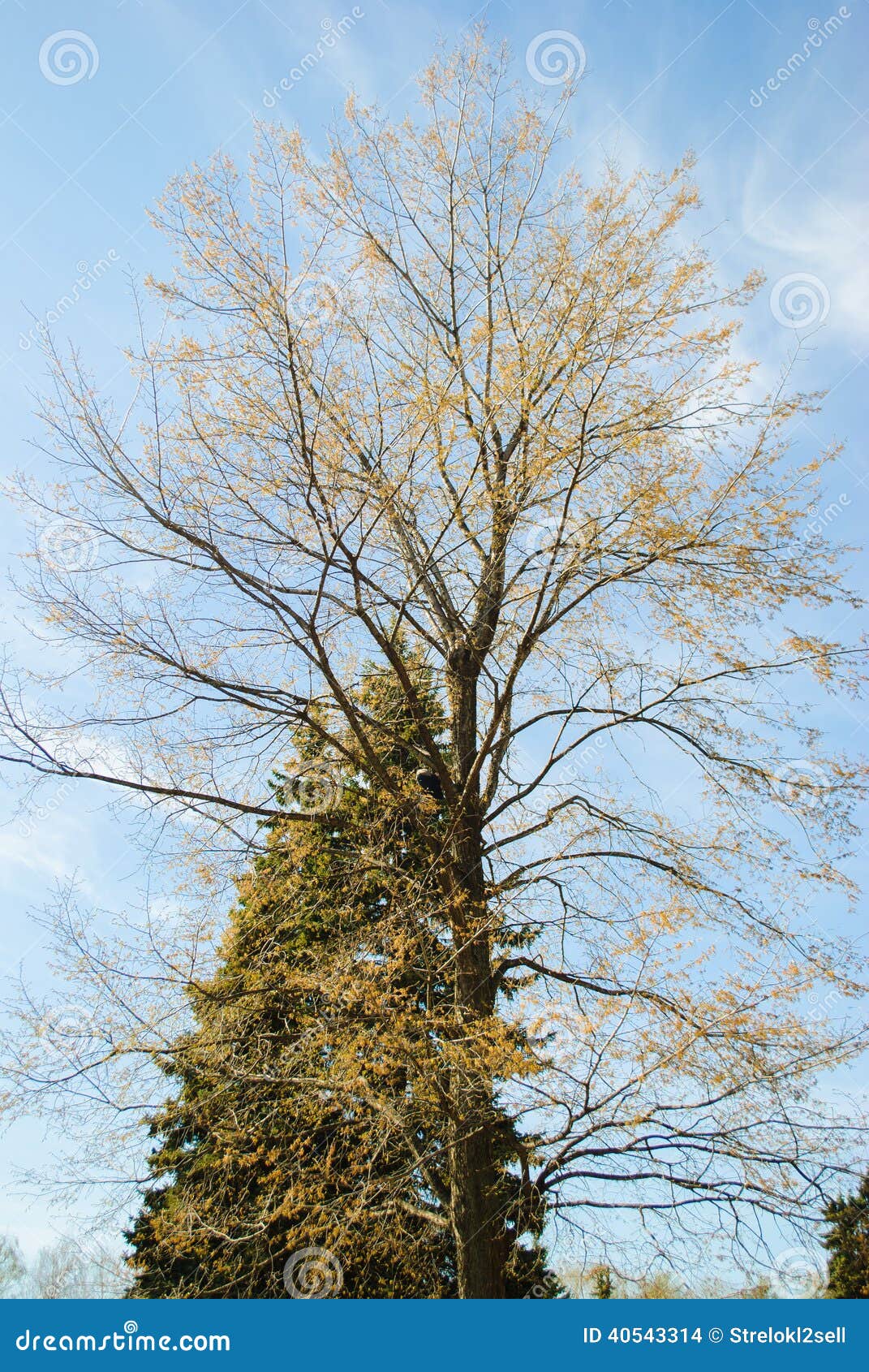 Linden with blue fir-tree stock photo. Image of sunny - 40543314