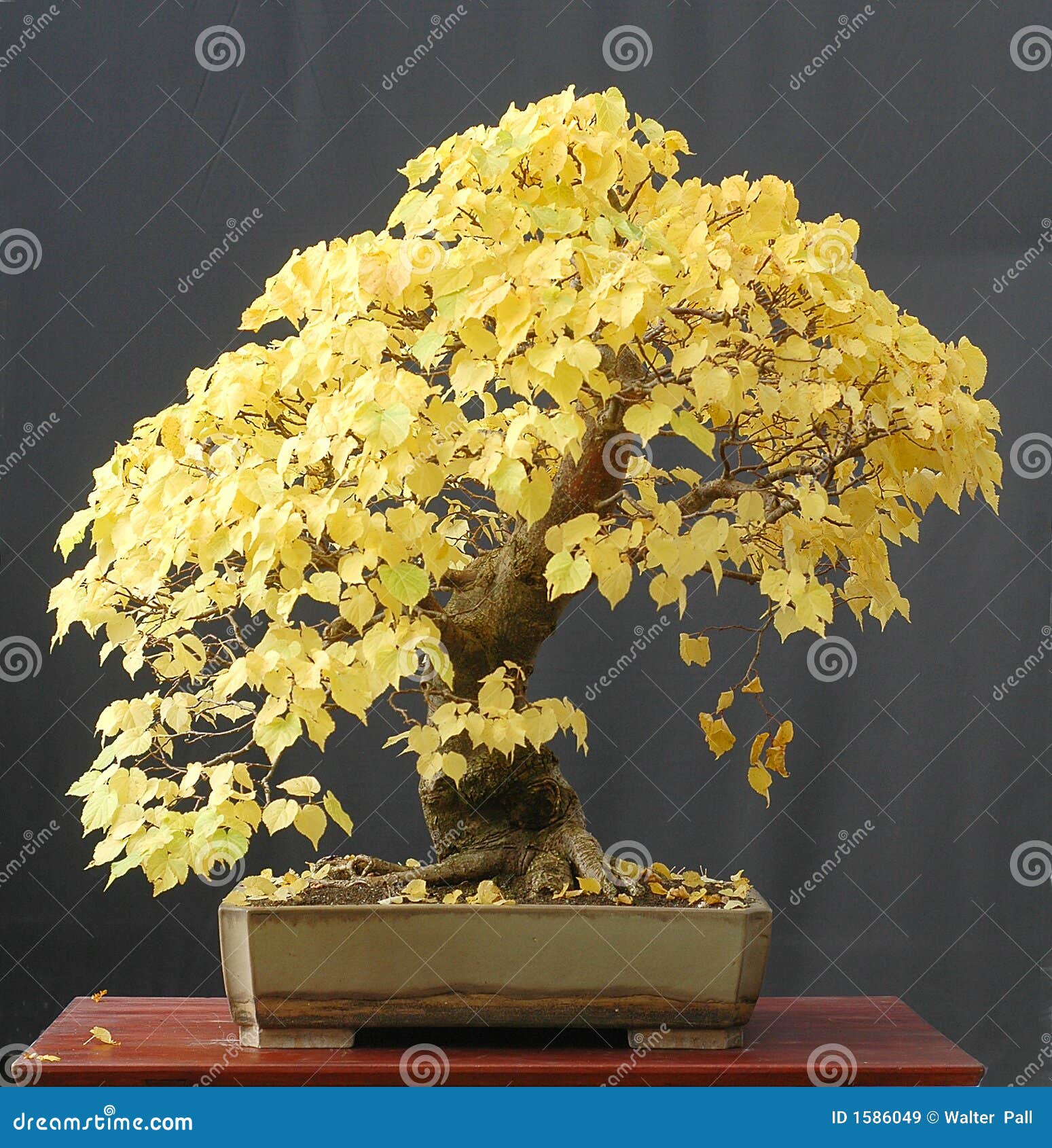 Linden Bonsai in Fall Color Stock Image - Image of summer, colors: 1586049