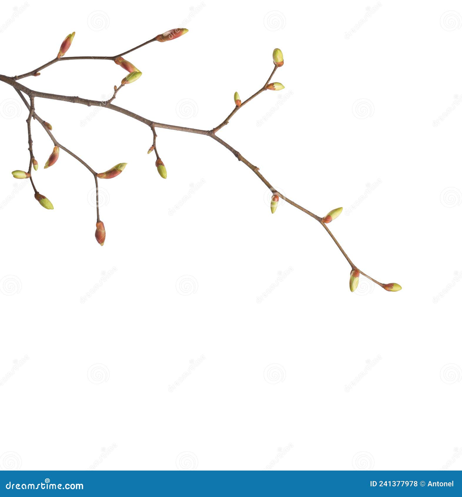 Swollen Buds On Trees Royalty-Free Stock Photography | CartoonDealer ...