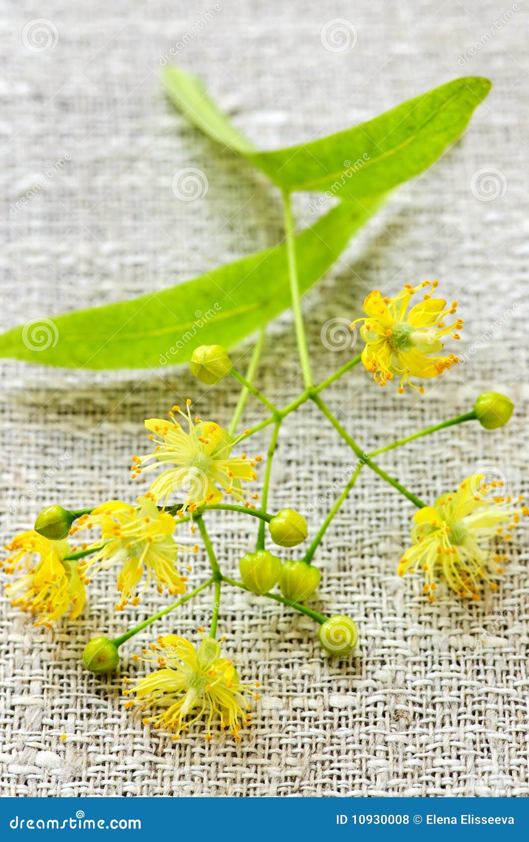 Linden flower stock photo. Image of herbal, plant, blossoms - 10930008