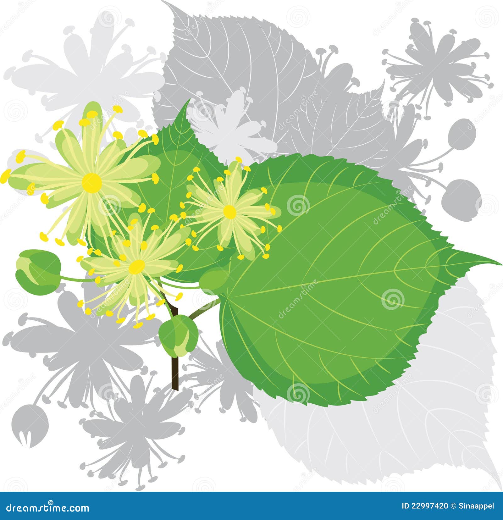 Linden Flowers Foliage Stock Illustrations – 601 Linden Flowers Foliage ...