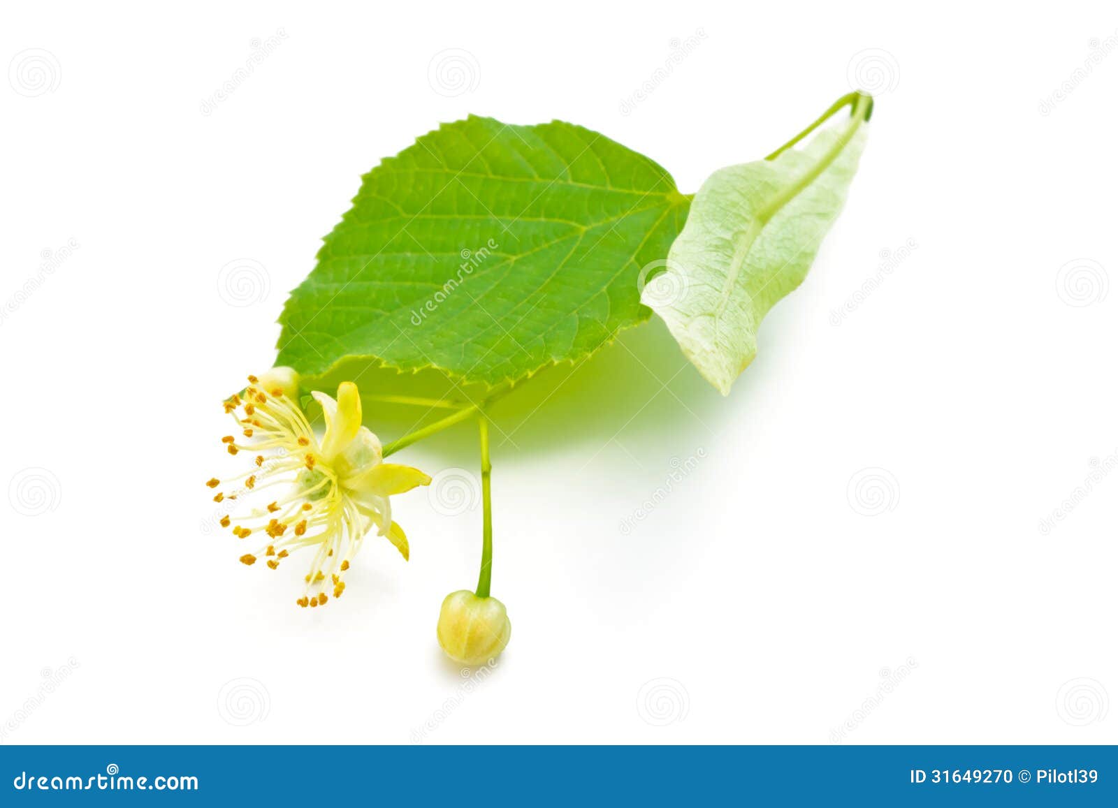 Linden flowers stock photo. Image of flowers, isolatedbackground - 31649270