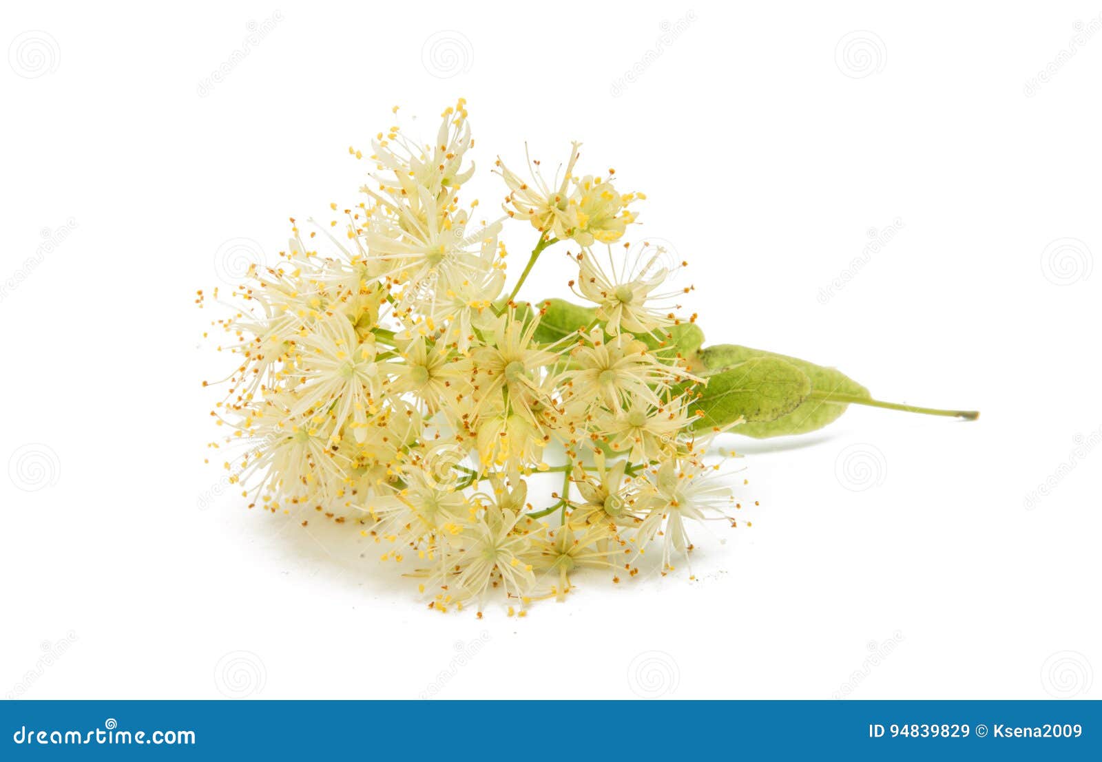 Linden flowers isolated stock image. Image of young, isolate - 94839829