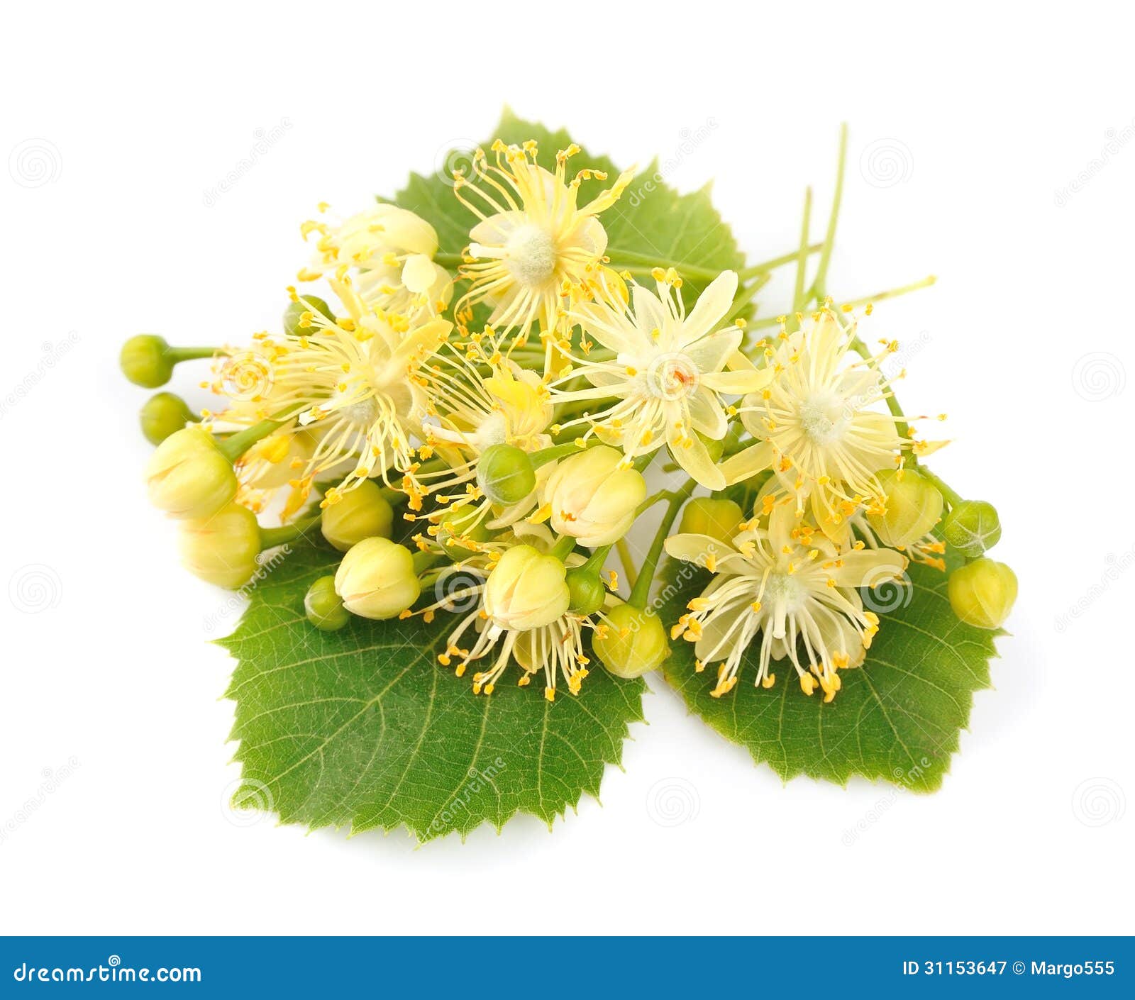 9,938 Linden Flowers Stock Photos - Free & Royalty-Free Stock Photos ...
