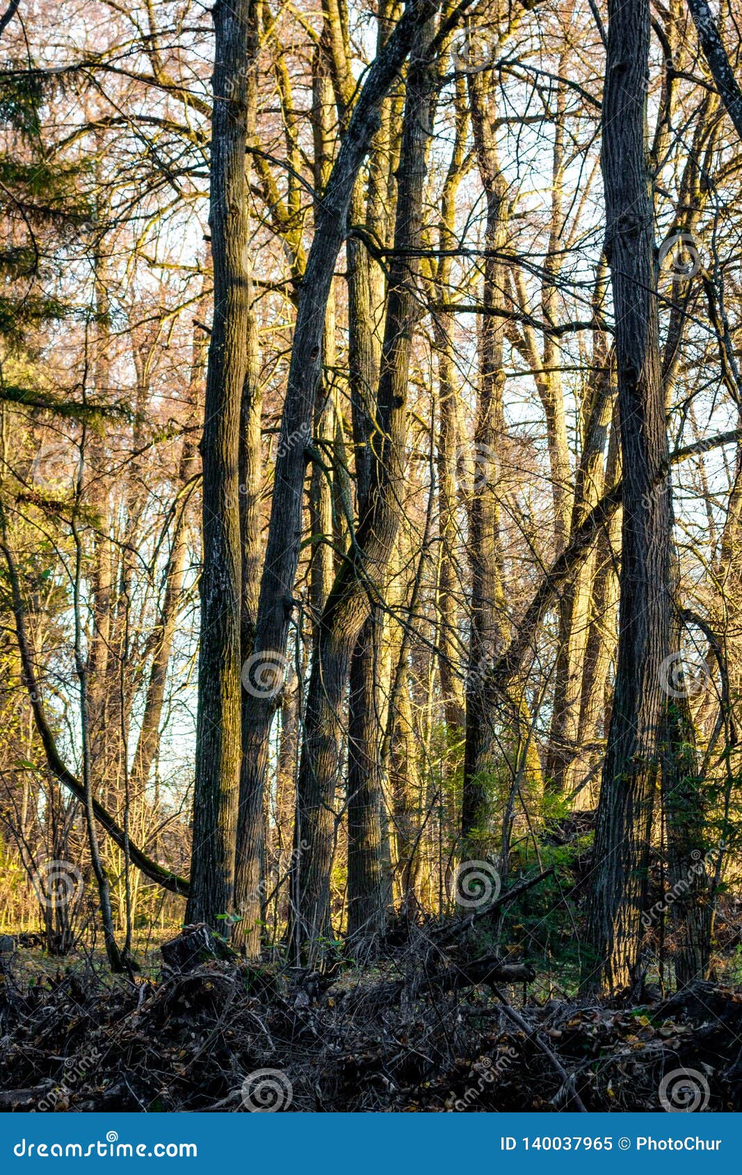 Linden Forest, Abandoned Park Stock Image - Image of autumnn, lindens ...