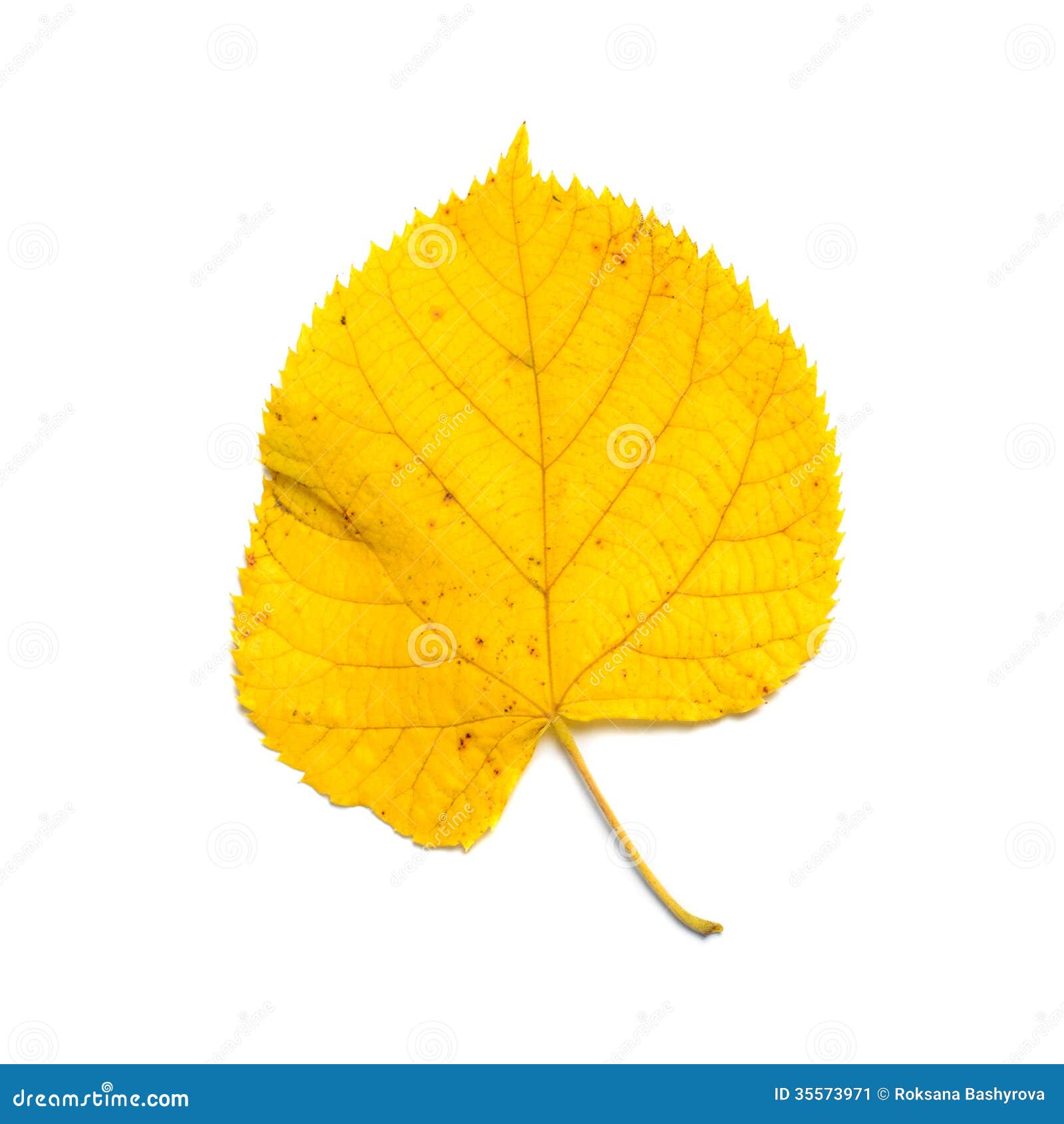 Linden leaf stock image. Image of foliage, nature, botany - 35573971
