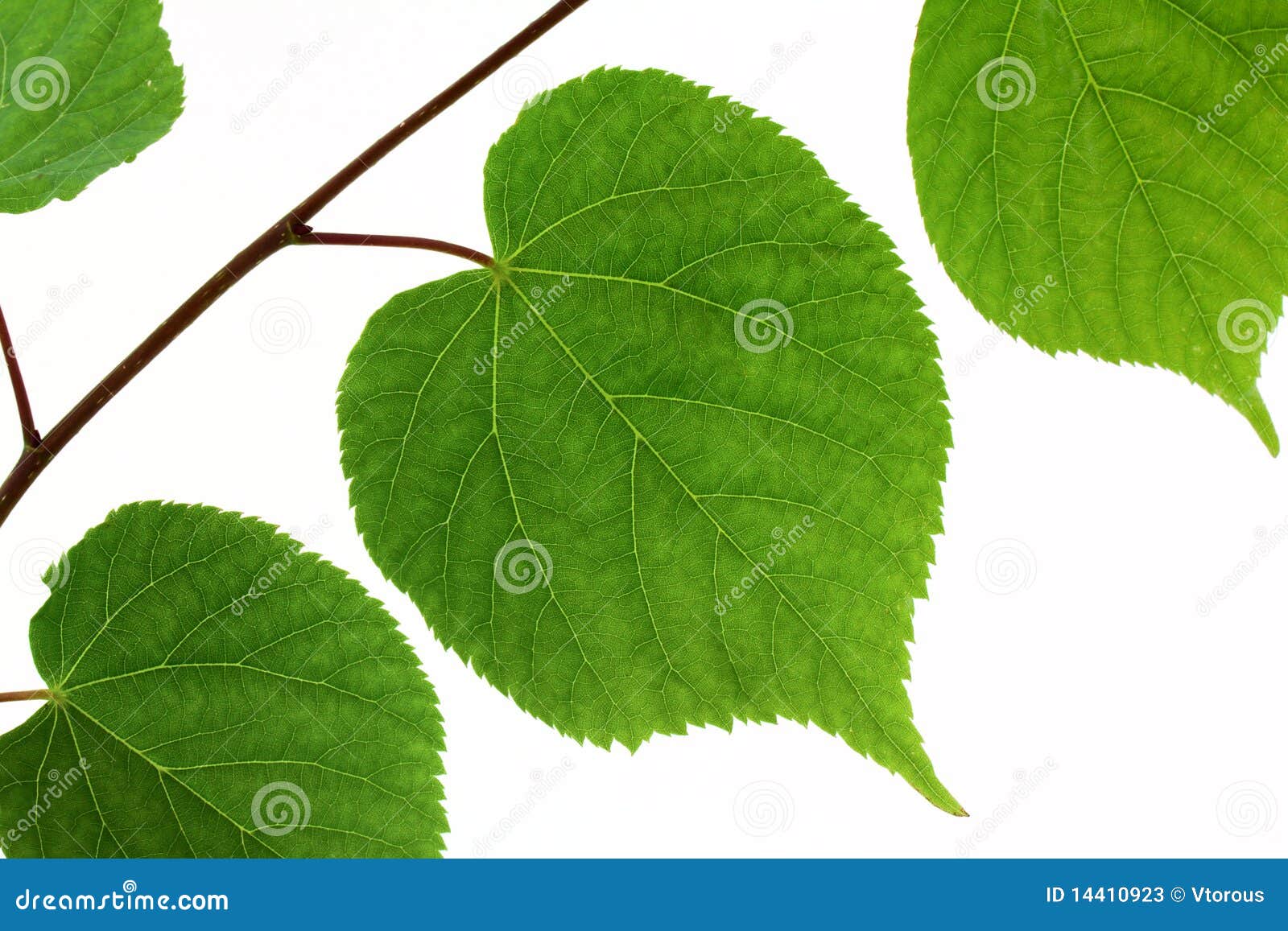 Linden leaf isolated stock image. Image of spring, lush - 14410923