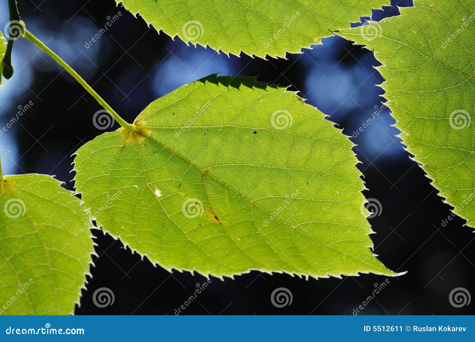 Linden leaves. stock image. Image of linden, tree, leaves - 5512611