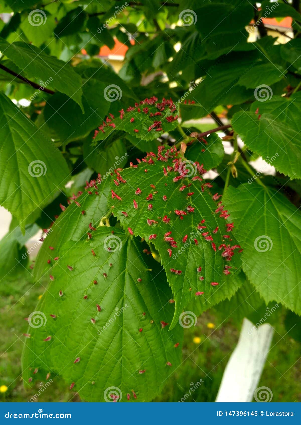 Linden leaves affected stock image. Image of leaves - 147396145