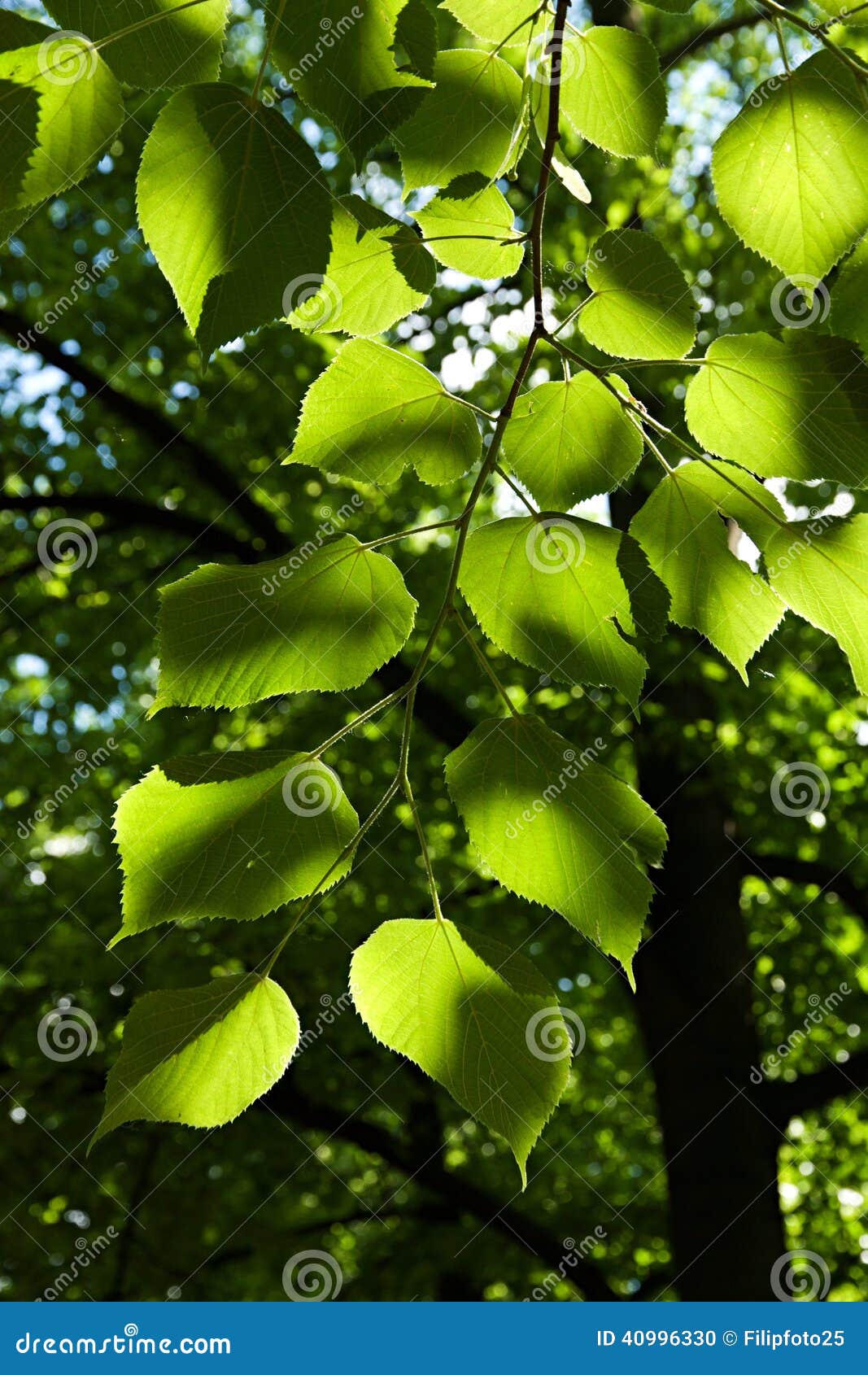 Linden leaves stock photo. Image of oxygen, green, linden - 40996330