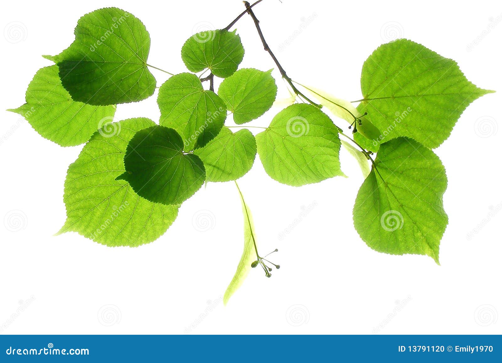 American Linden Tree Leaves