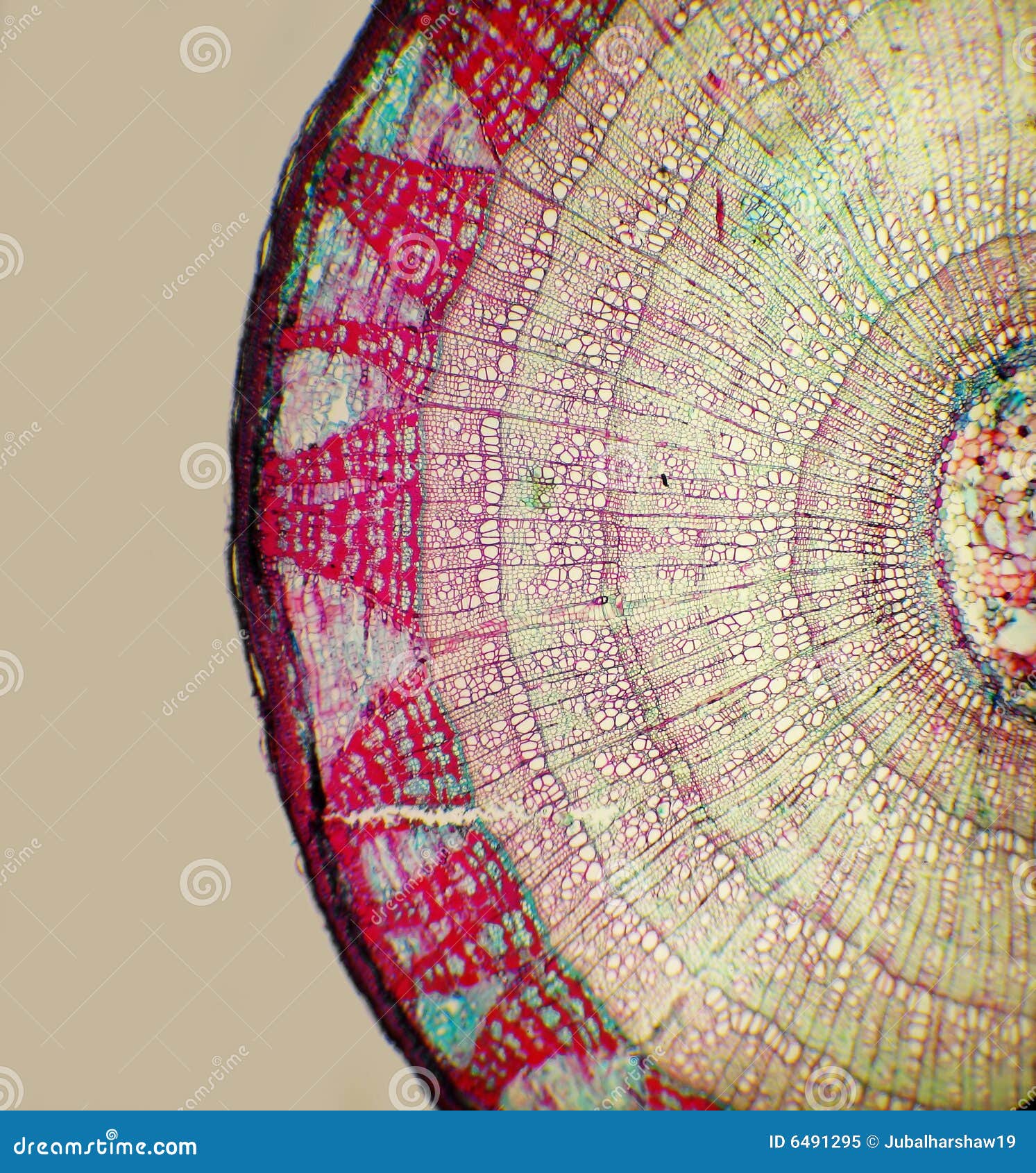 251 Microscopic Tree Stem Stock Photos - Free & Royalty-Free Stock ...