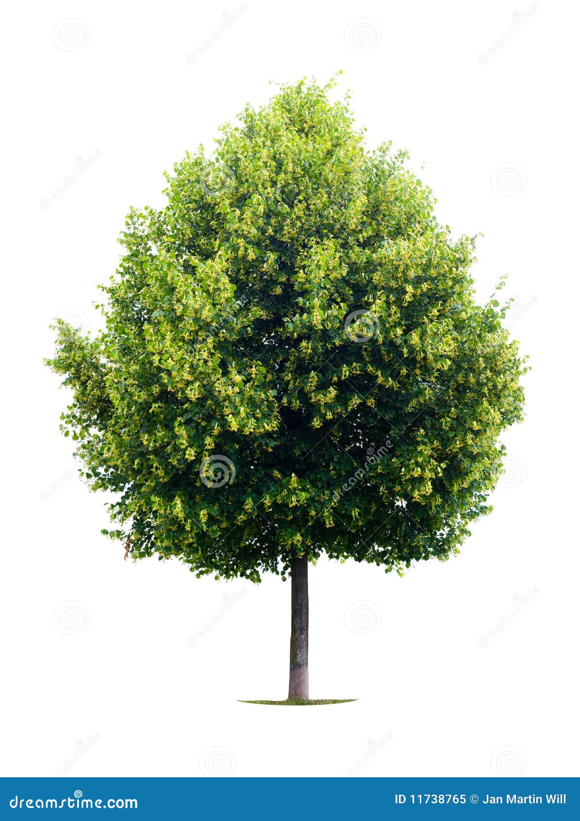 Linden Tree Forest. It Was A Dark Lip Of The Alley. Deciduous Tree ...