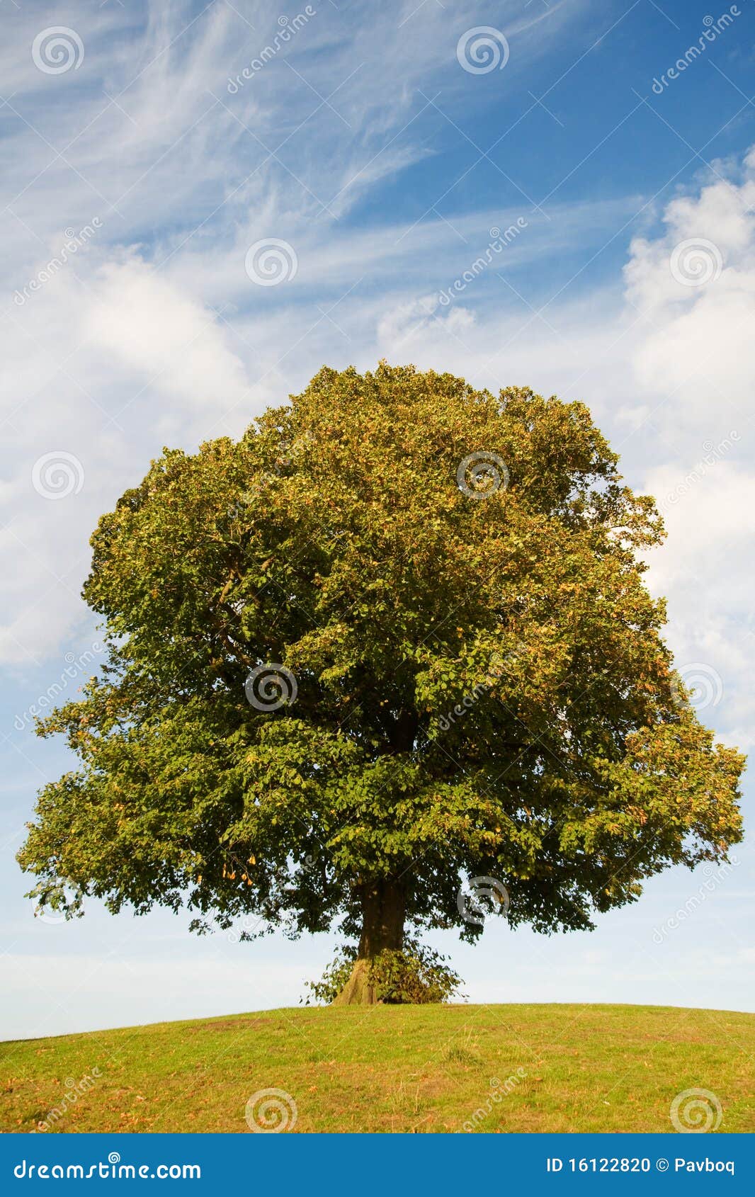 Linden Tree Forest. It Was A Dark Lip Of The Alley. Deciduous Tree ...