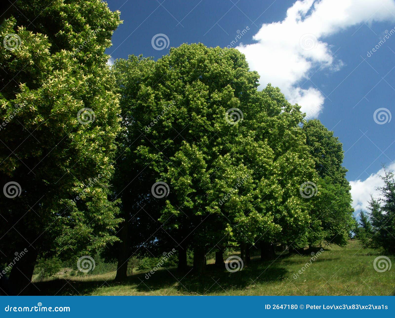 Linden-tree stock photo. Image of tillie, cluods, green - 2647180