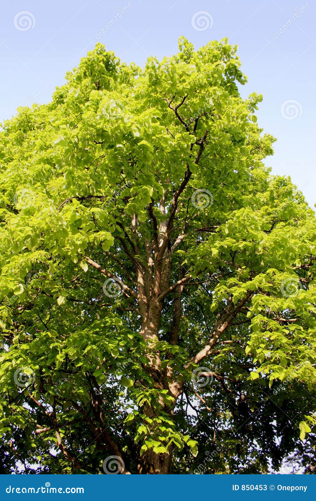 Linden Tree stock image. Image of canopy, tall, lumber - 850453
