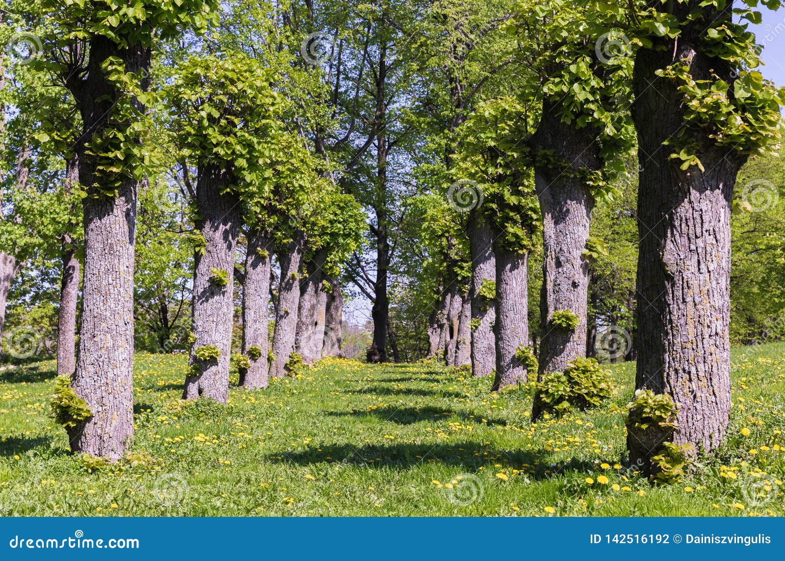 Thick Tree Trunks in Two Rows Stock Photo - Image of blooming, nature ...