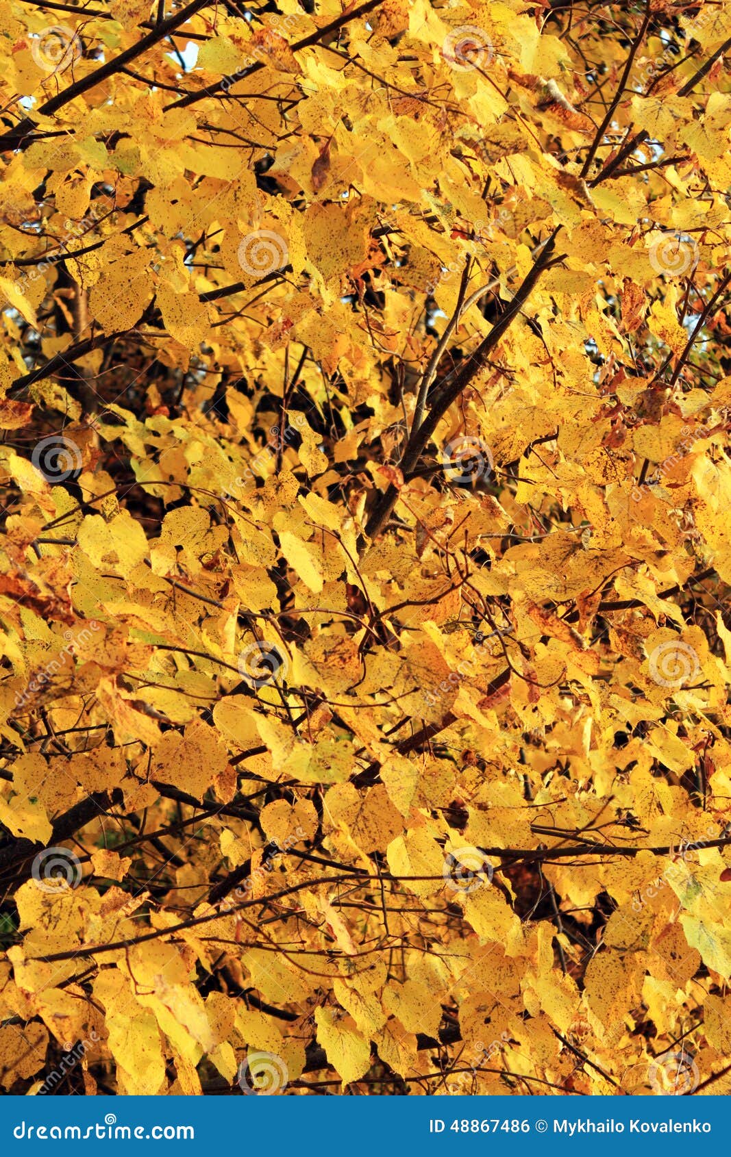 Linden Tree In The Autumn Forest Stock Photo - Image of beauty, image ...